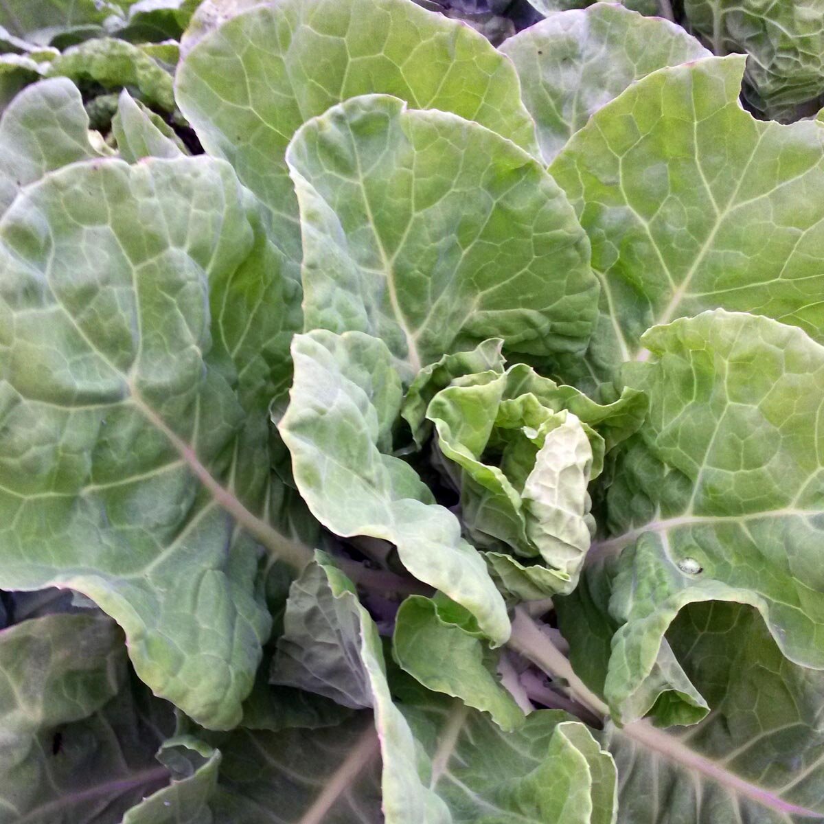 Col rizada 'Butterkohl' (Brassica oleracea var. costata) - aprox. 30 ...