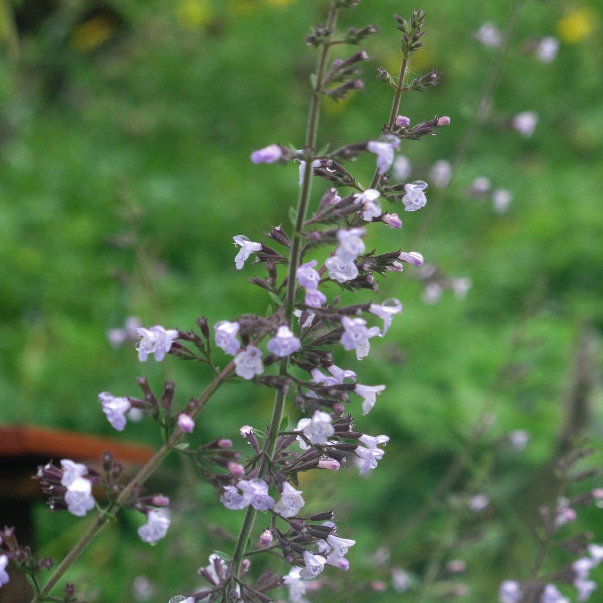 Calaminta (Calamintha nepata) - aprox. 300 semillas