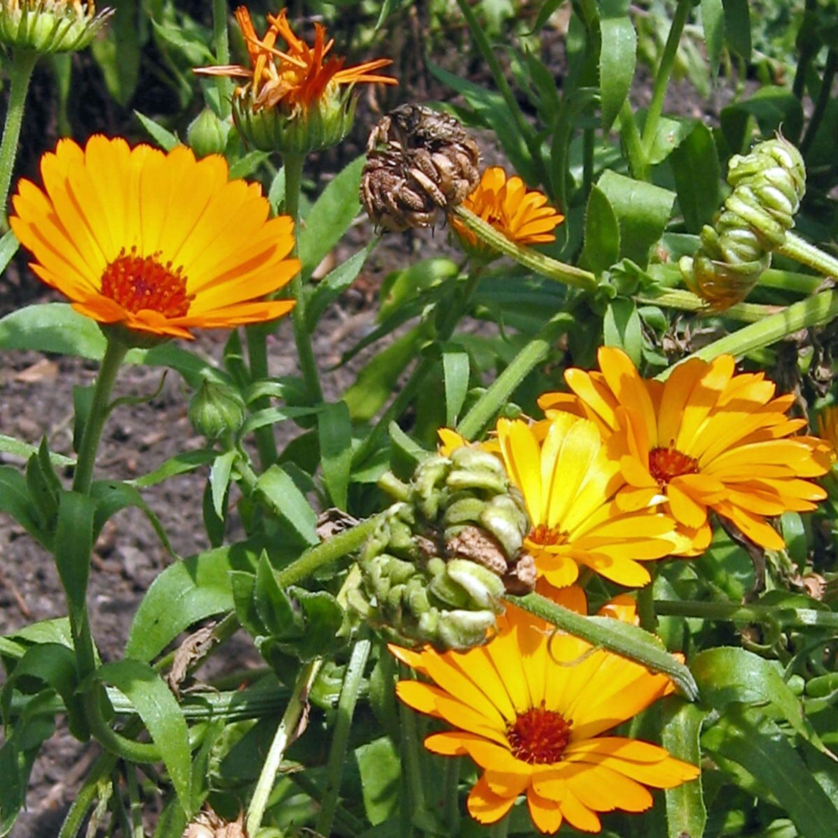Caléndula / margarita (Calendula officinalis) - aprox. 50 semillas