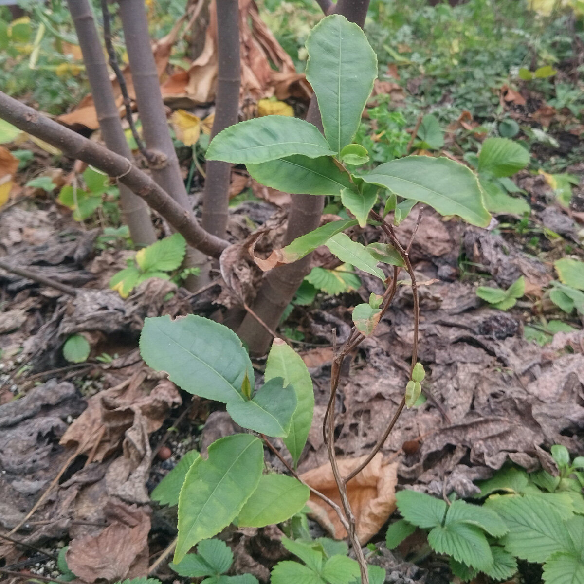 Planta de té (Camellia sinensis) - aprox. 5 semillas