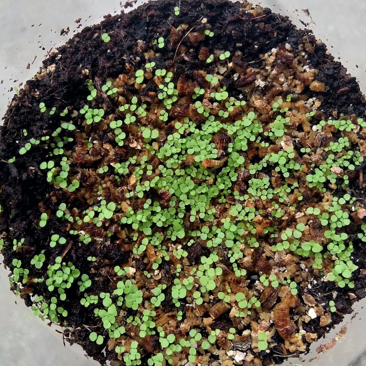 Rapónchigo / Ruiponce (Campanula rapunculus) - aprox. 500 semillas