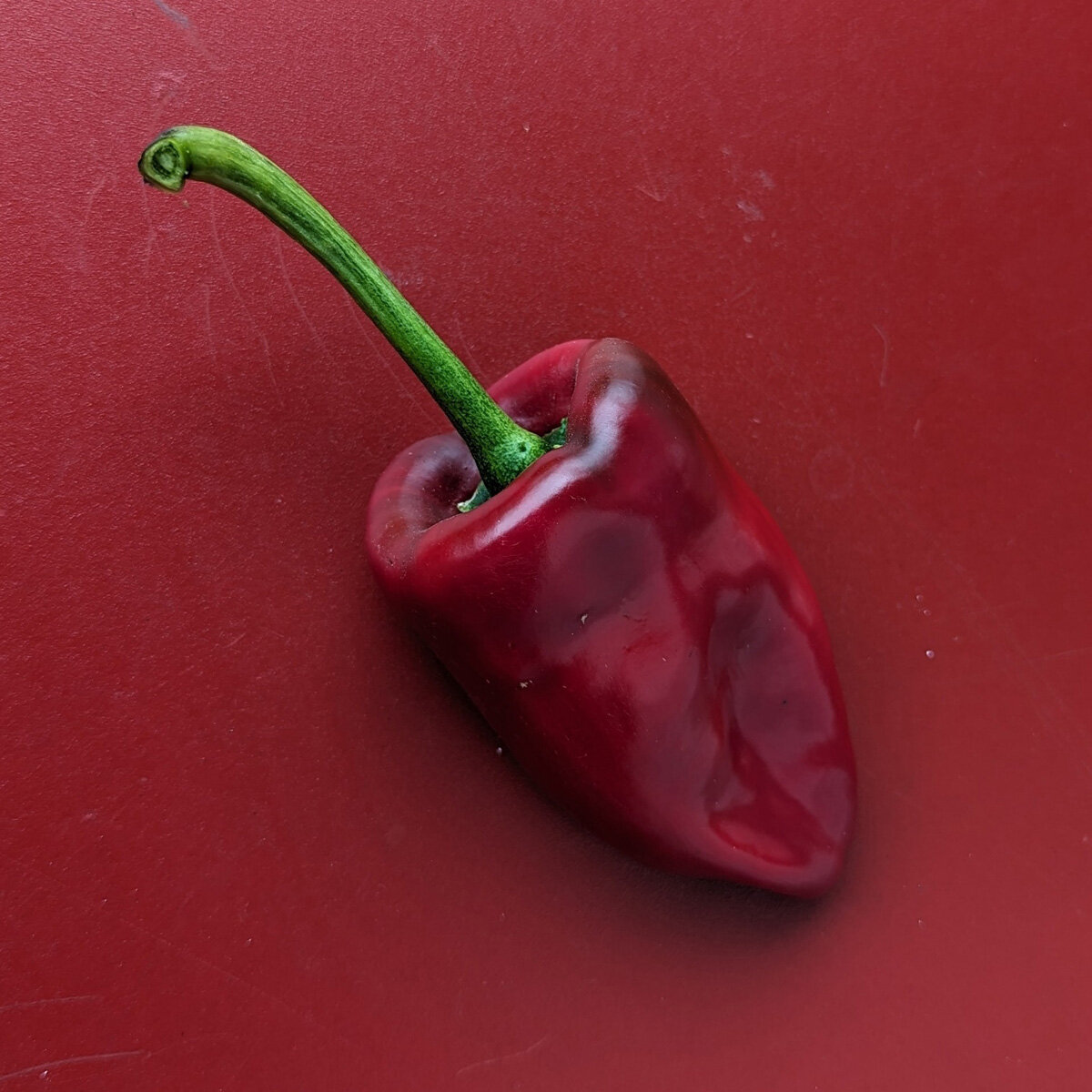 Chile Ancho / pimiento poblano (Capsicum annuum) semillas