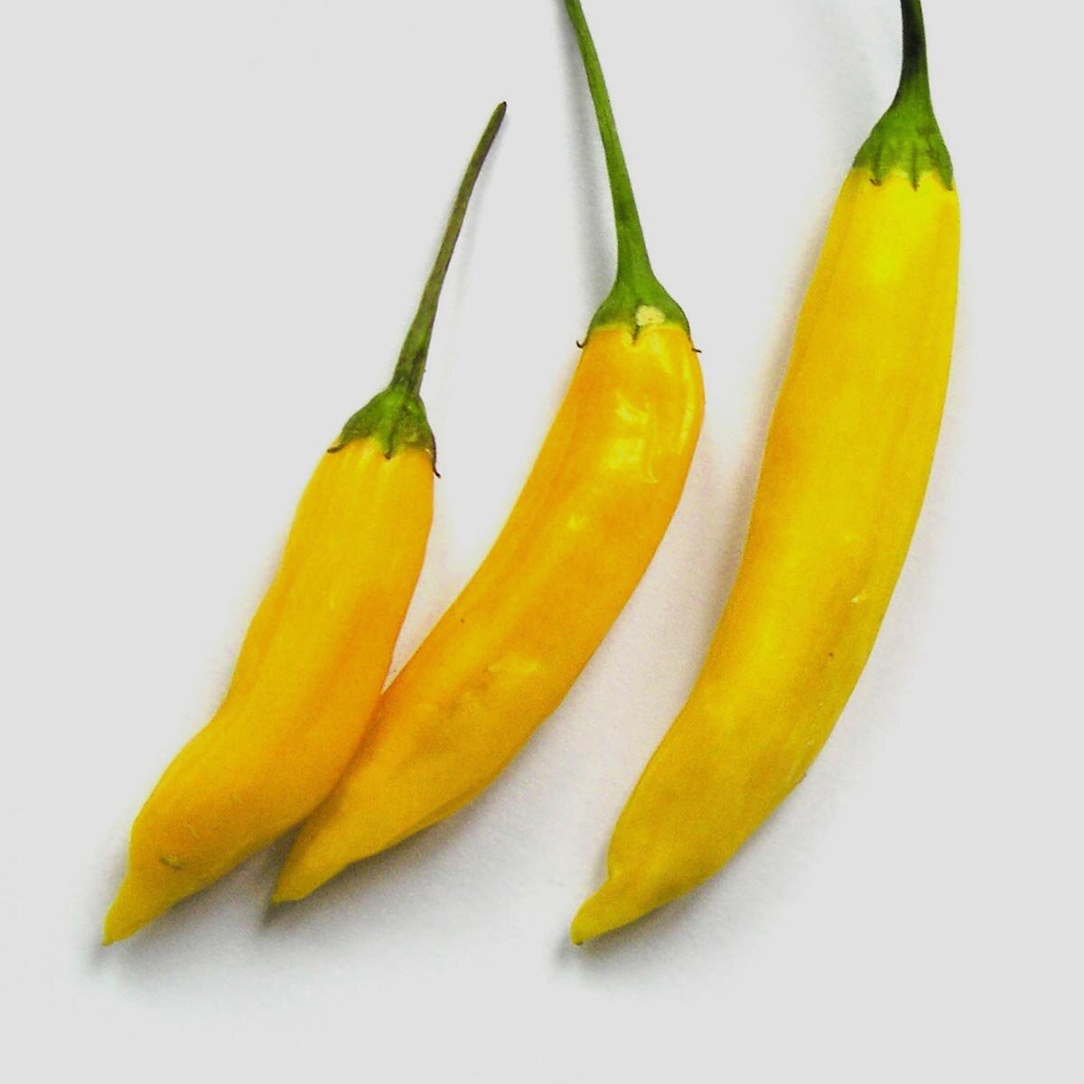 Ají limón 'Lemon Drop' (Capsicum baccatum) - aprox. 10 semillas