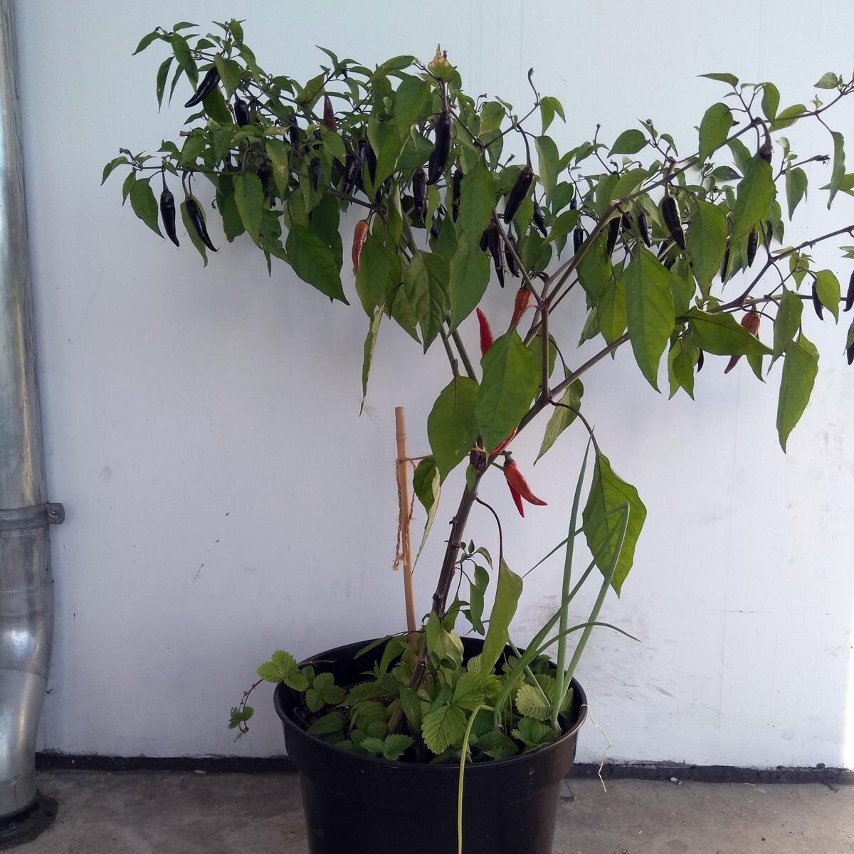 Chile Chilaca (Capsicum annuum) semillas