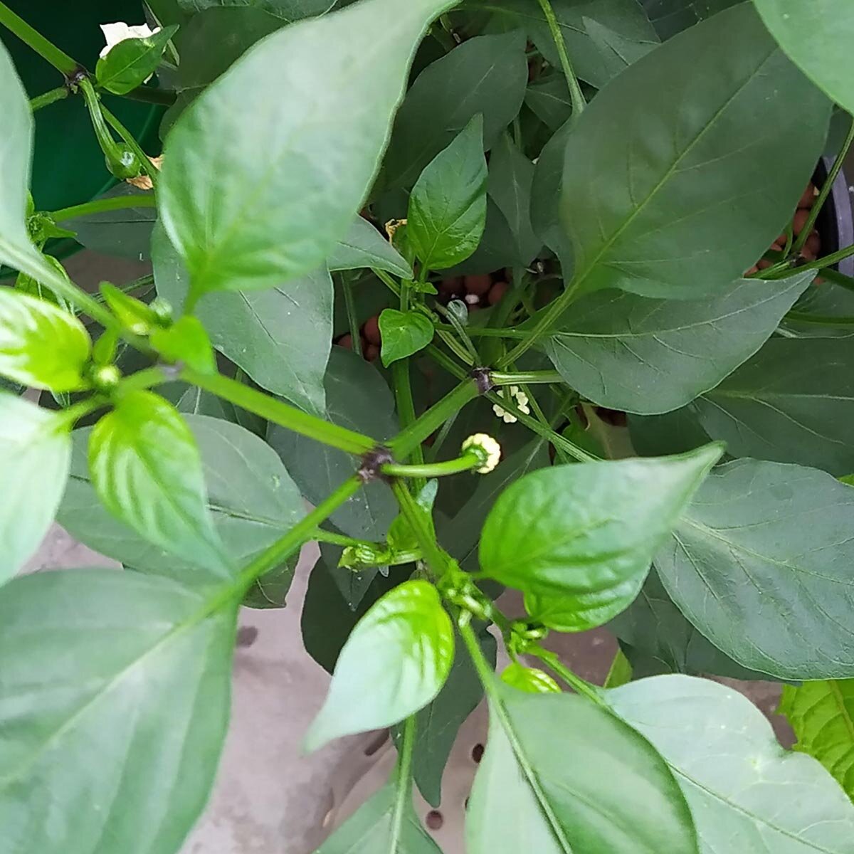 Chile Chilaca (Capsicum annuum) semillas
