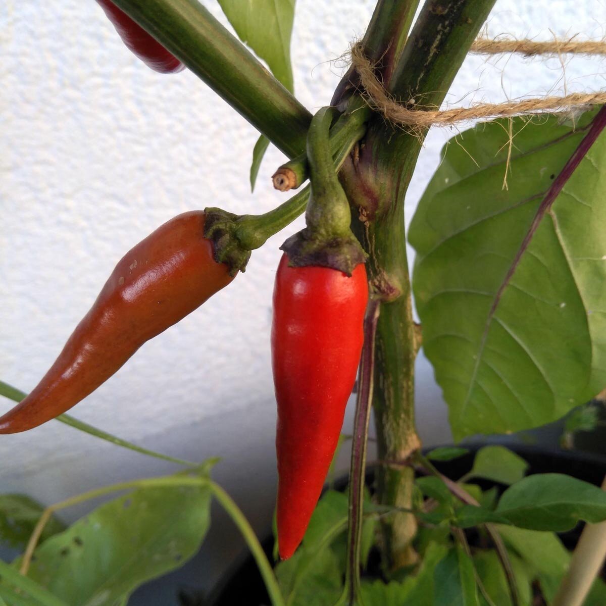 Chile Chilaca (Capsicum annuum) semillas