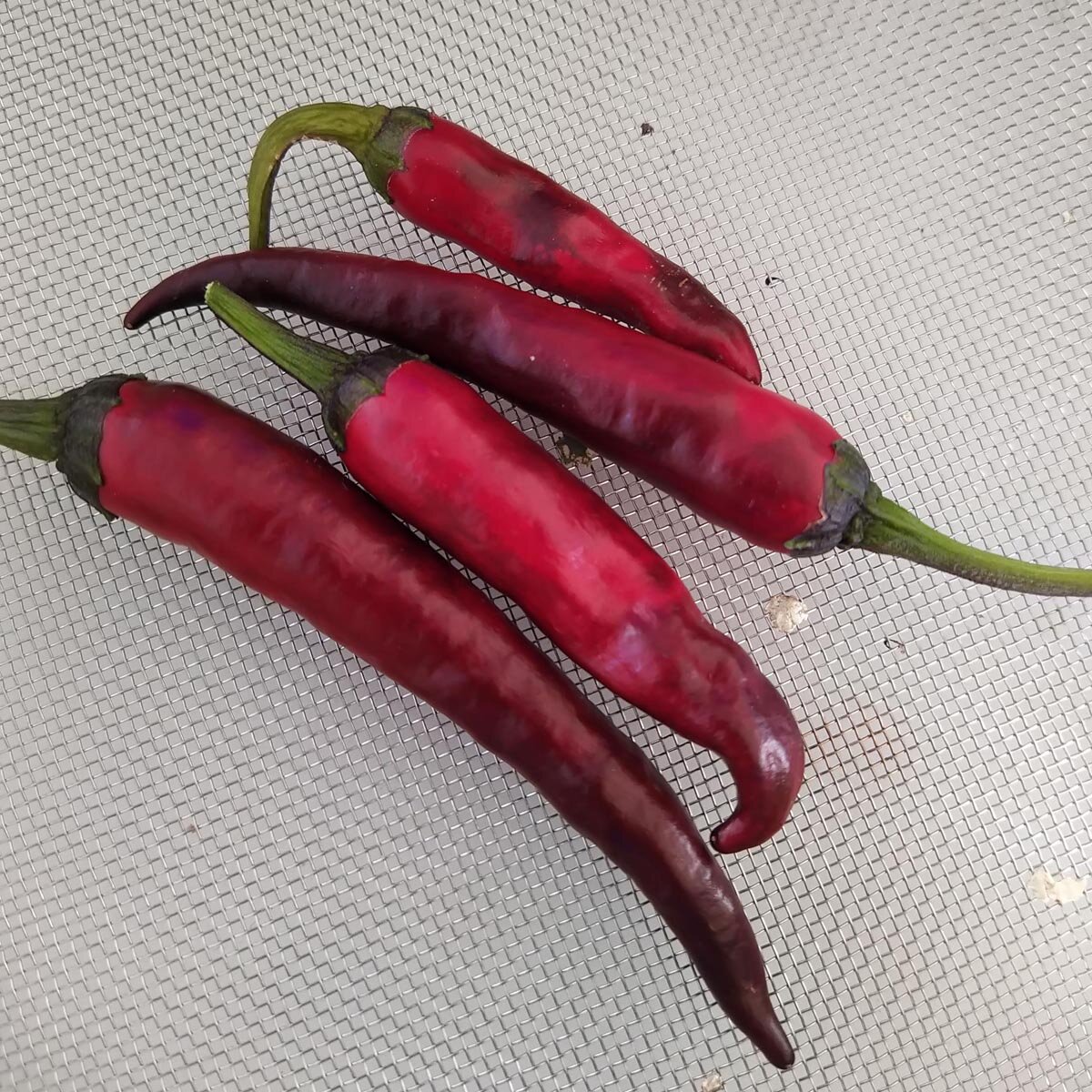 Chile Chilaca (Capsicum annuum) semillas