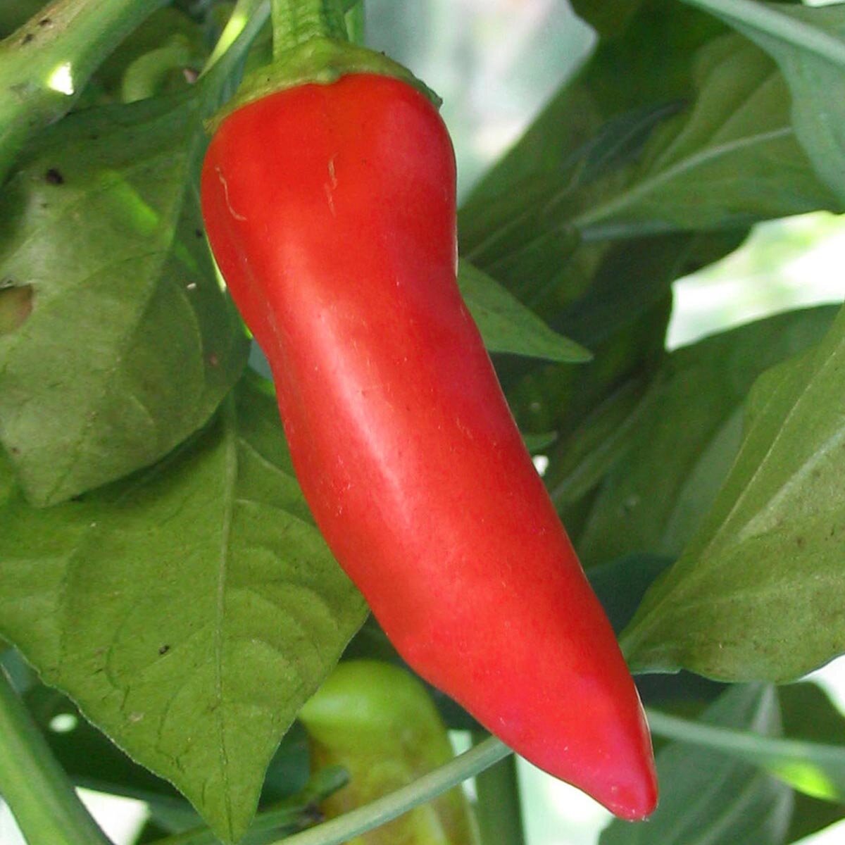 Chile húngaro de cera 'Hungarian Hot Wax' (Capsicum annuum) orgánico ...