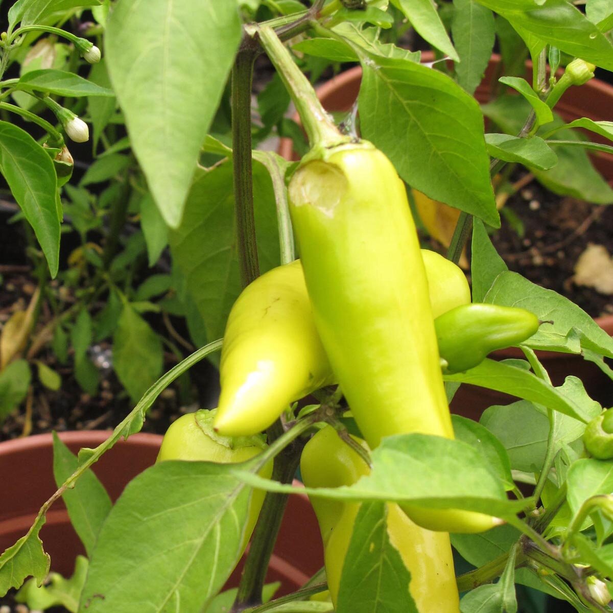Chile húngaro de cera 'Hungarian Hot Wax' (Capsicum annuum) orgánico ...
