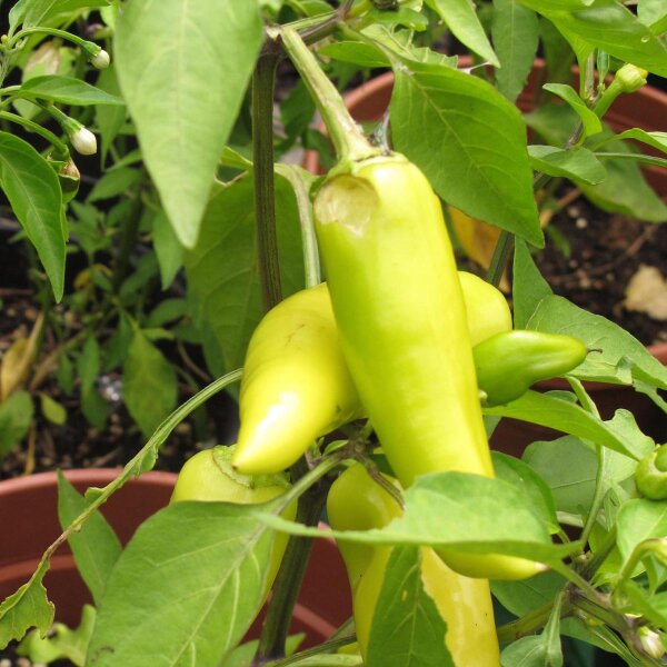Chile húngaro de cera 'Hungarian Hot Wax' (Capsicum annuum) orgánico ...
