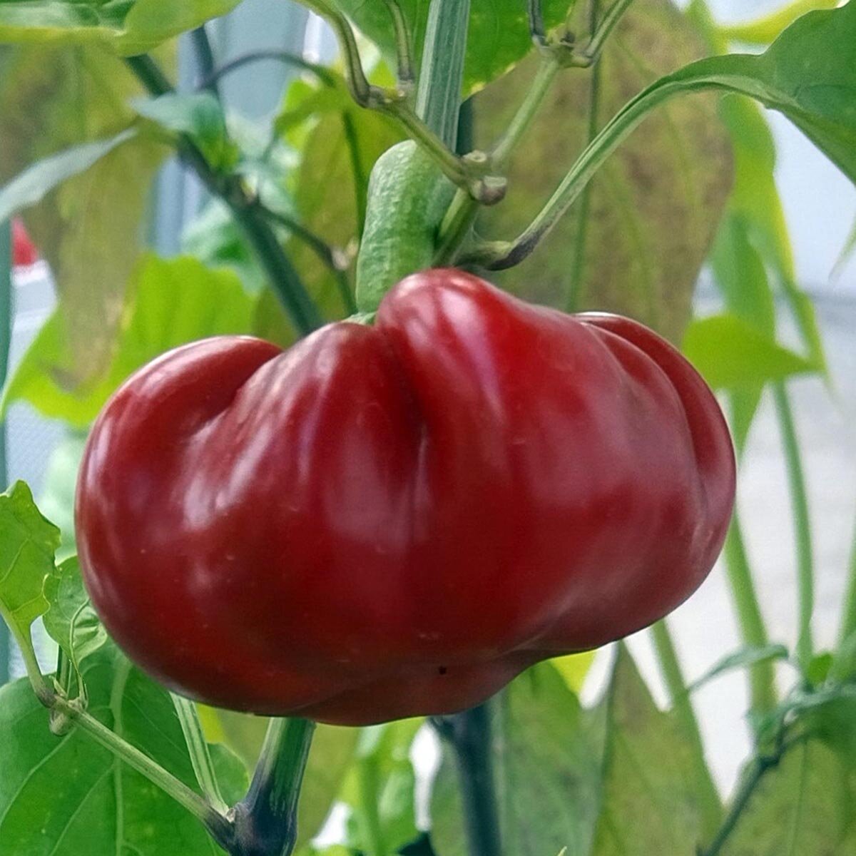 Chile húngaro redondo rojo (Capsicum annuum) orgánico semillas