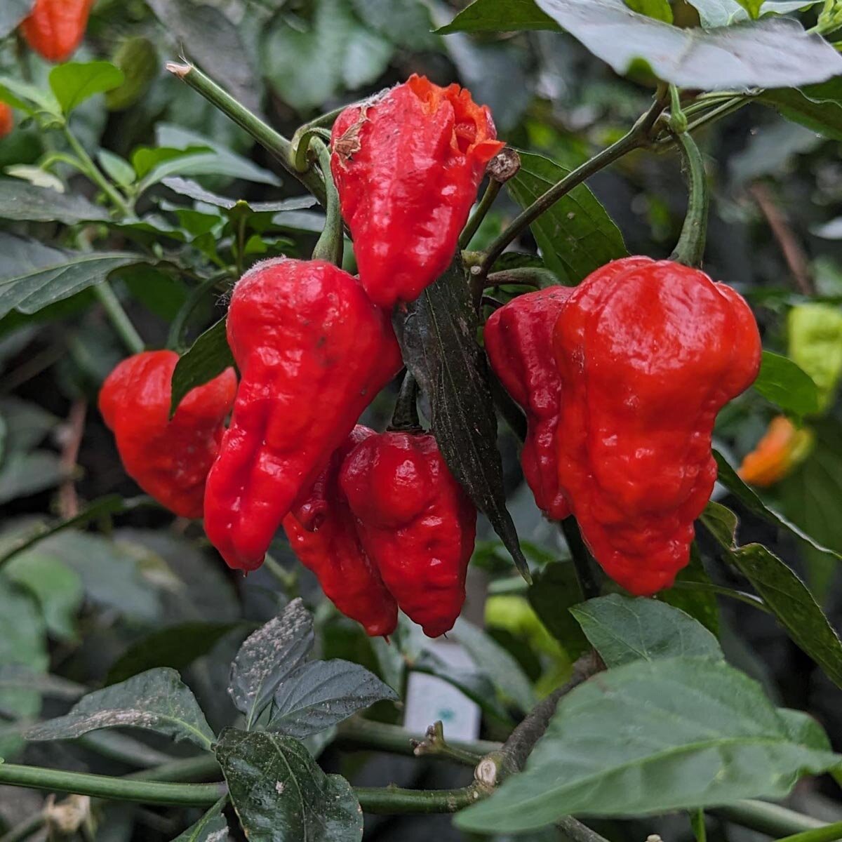 Chile Bhut Jolokia (Capsicum chinense) - aprox. 10 semillas