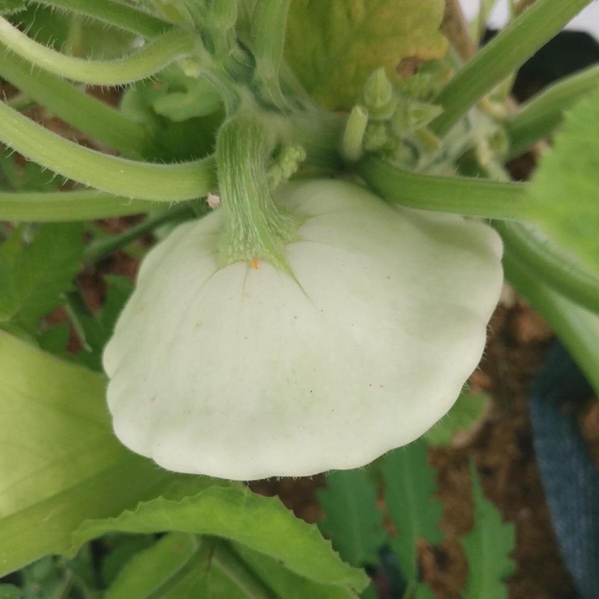 Calabaza Patisson blanca 'Custard White' (Cucurbita pepo) semillas