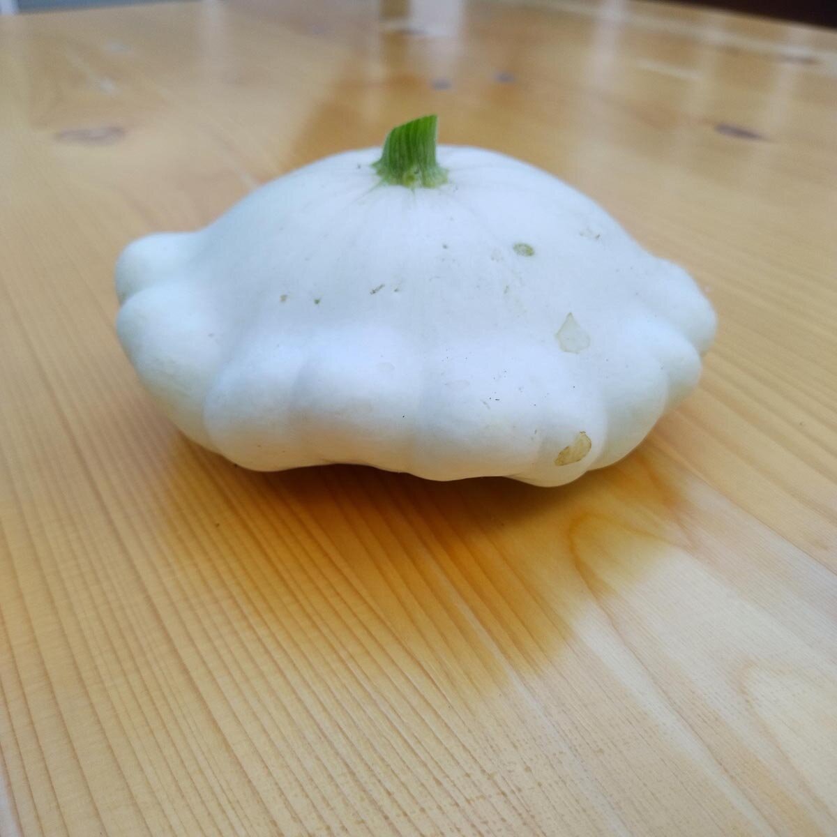 Calabaza Patisson blanca 'Custard White' (Cucurbita pepo) semillas