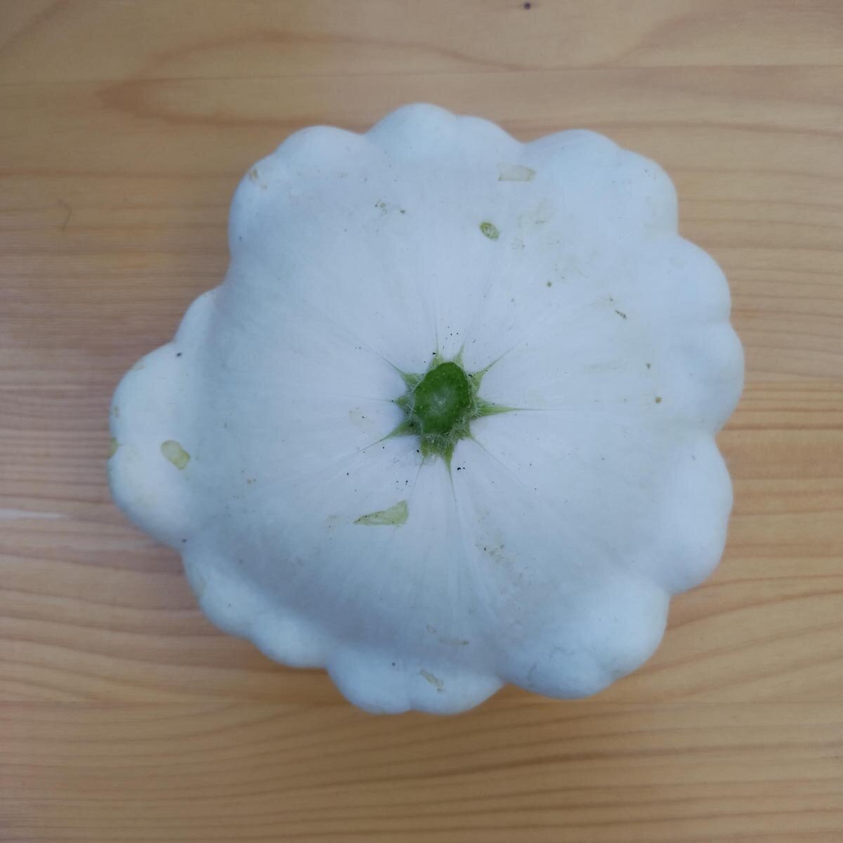 Calabaza Patisson blanca 'Custard White' (Cucurbita pepo) semillas