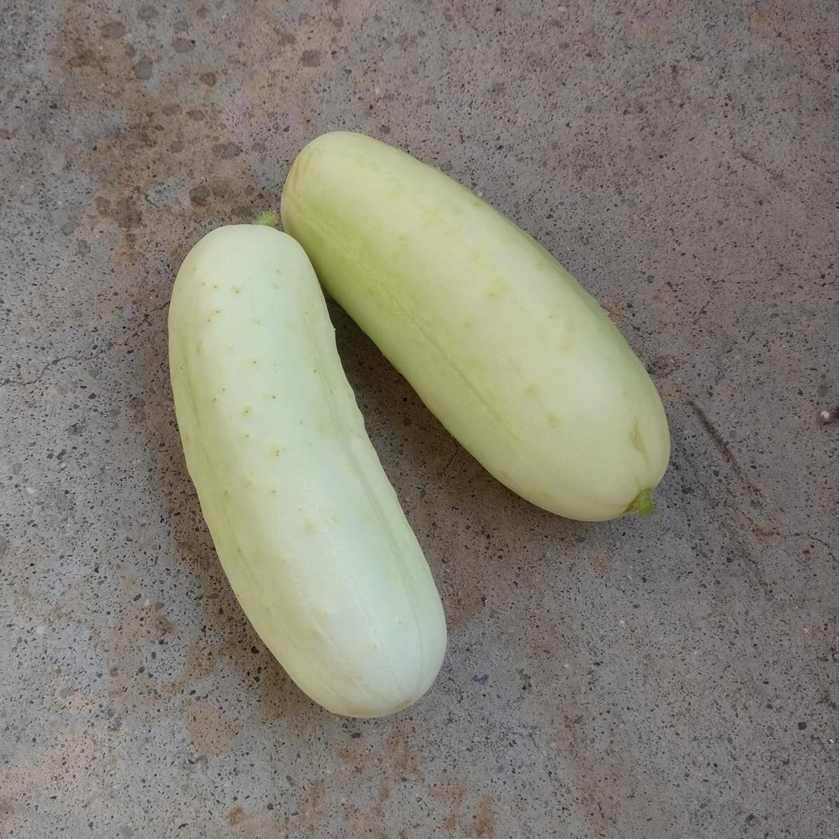 Pepino blanco 'White Wonder' (Cucumis sativus) semillas