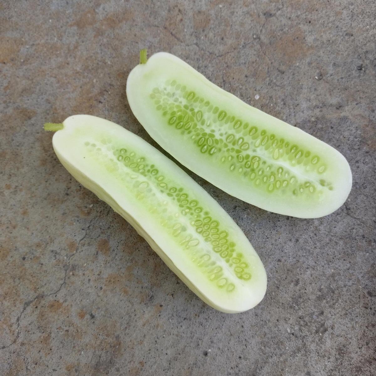 Pepino blanco 'White Wonder' (Cucumis sativus) semillas