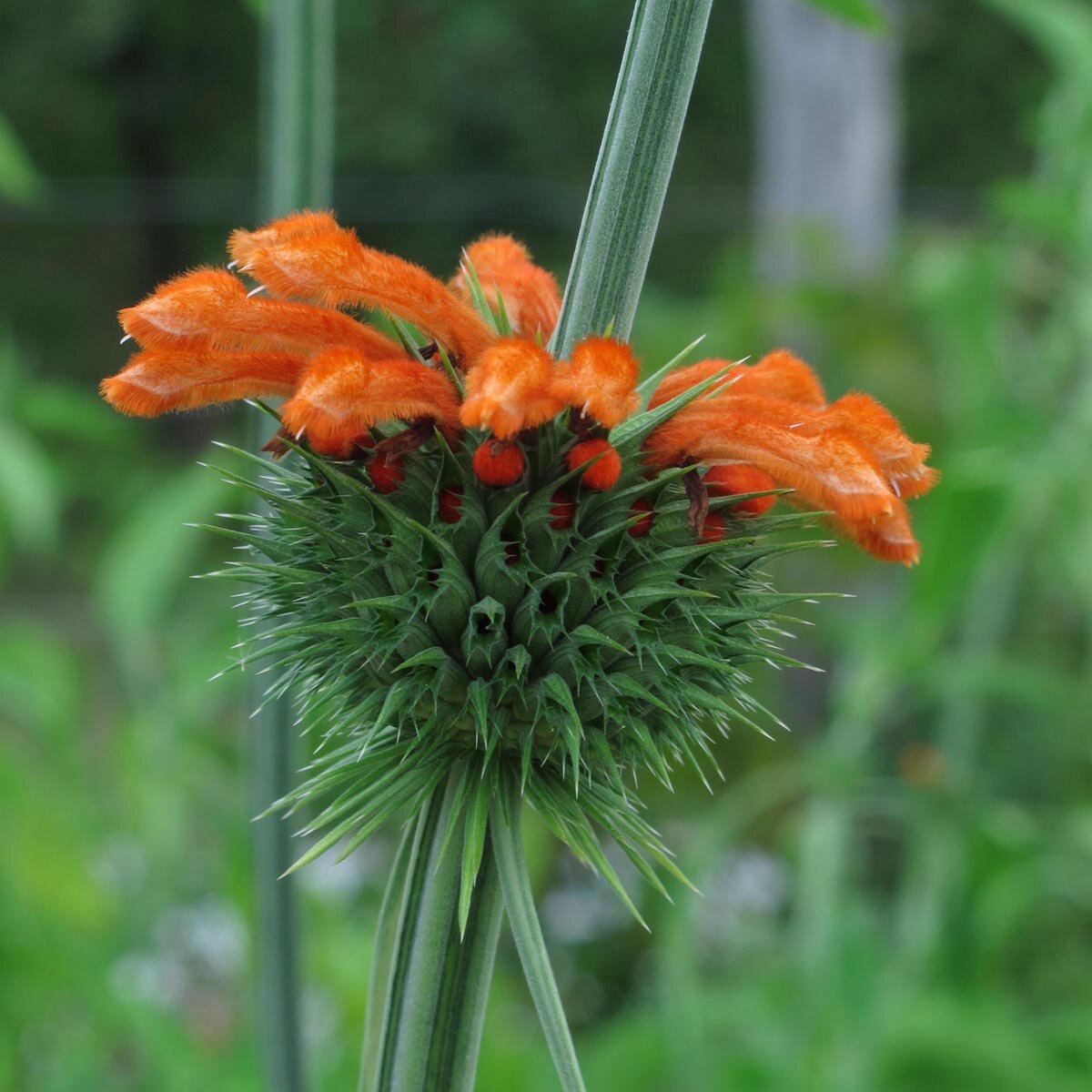 Cola de león (Leonotis leonurus) - aprox. 20 semillas
