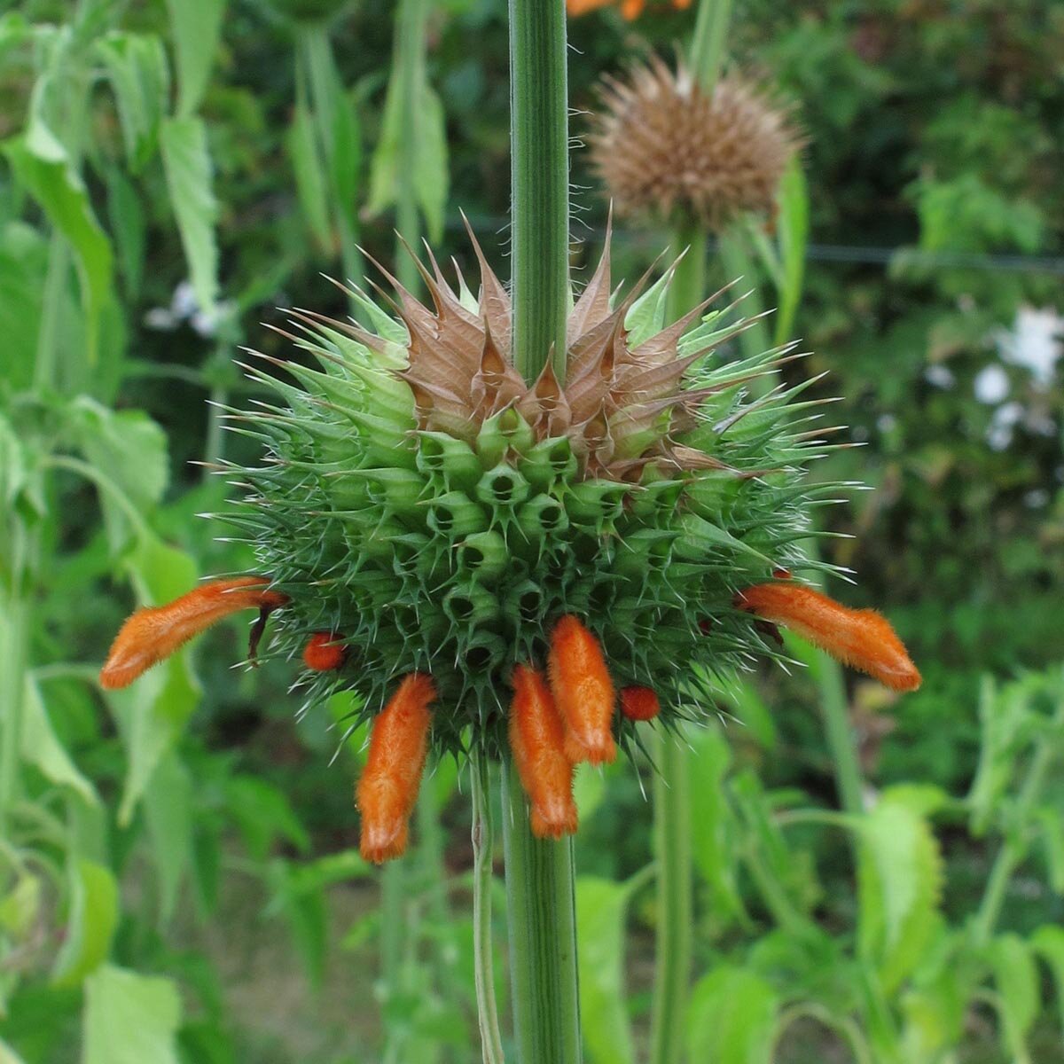 Cola de león (Leonotis leonurus) - aprox. 20 semillas