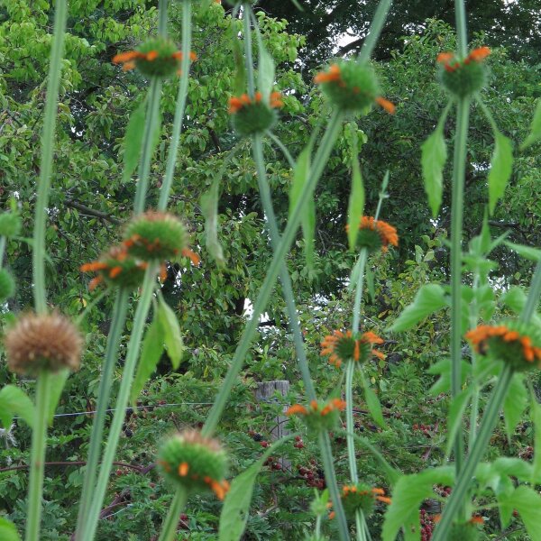 Cola de león (Leonotis leonurus) - aprox. 20 semillas