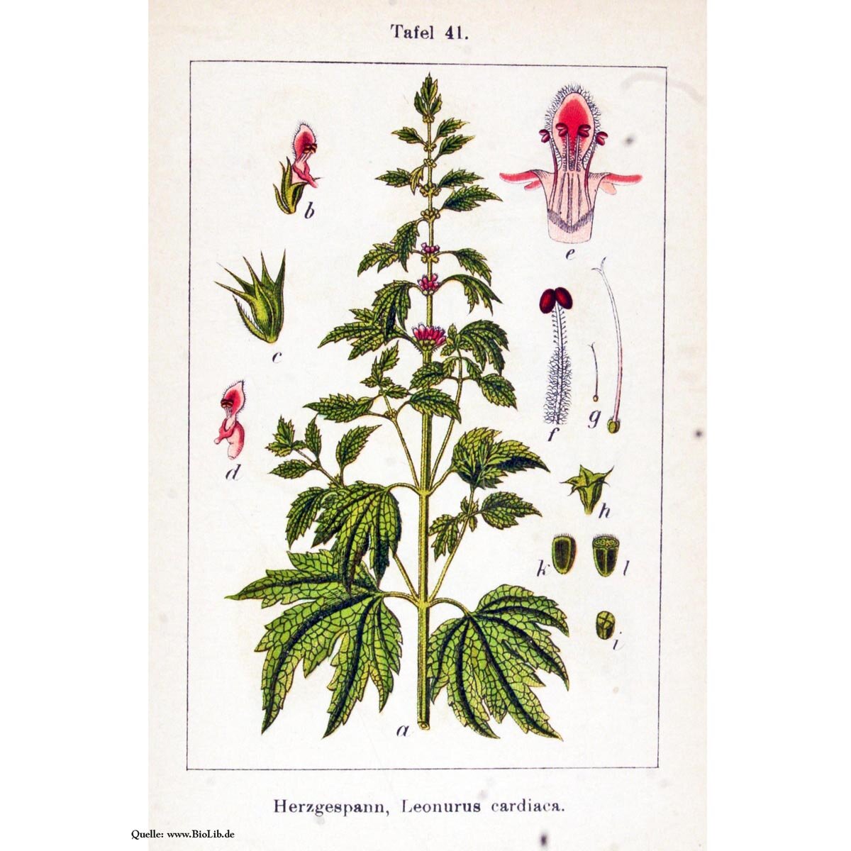 Agripalma (Leonurus cardiaca) - aprox. 100 semillas
