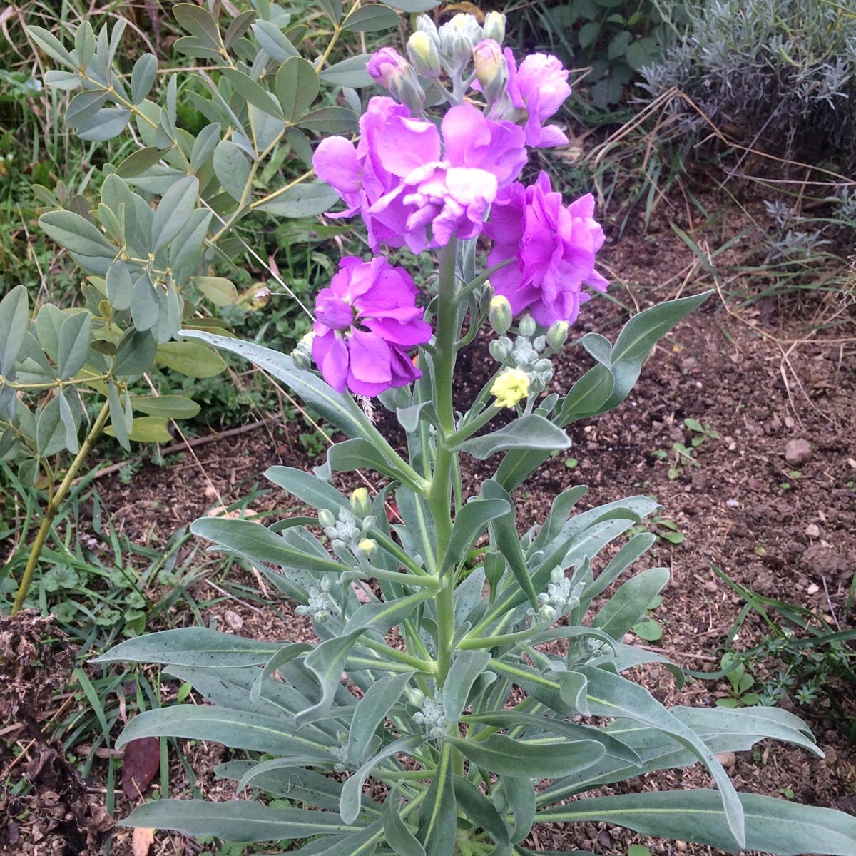 Alhelí (Matthiola incana) semillas