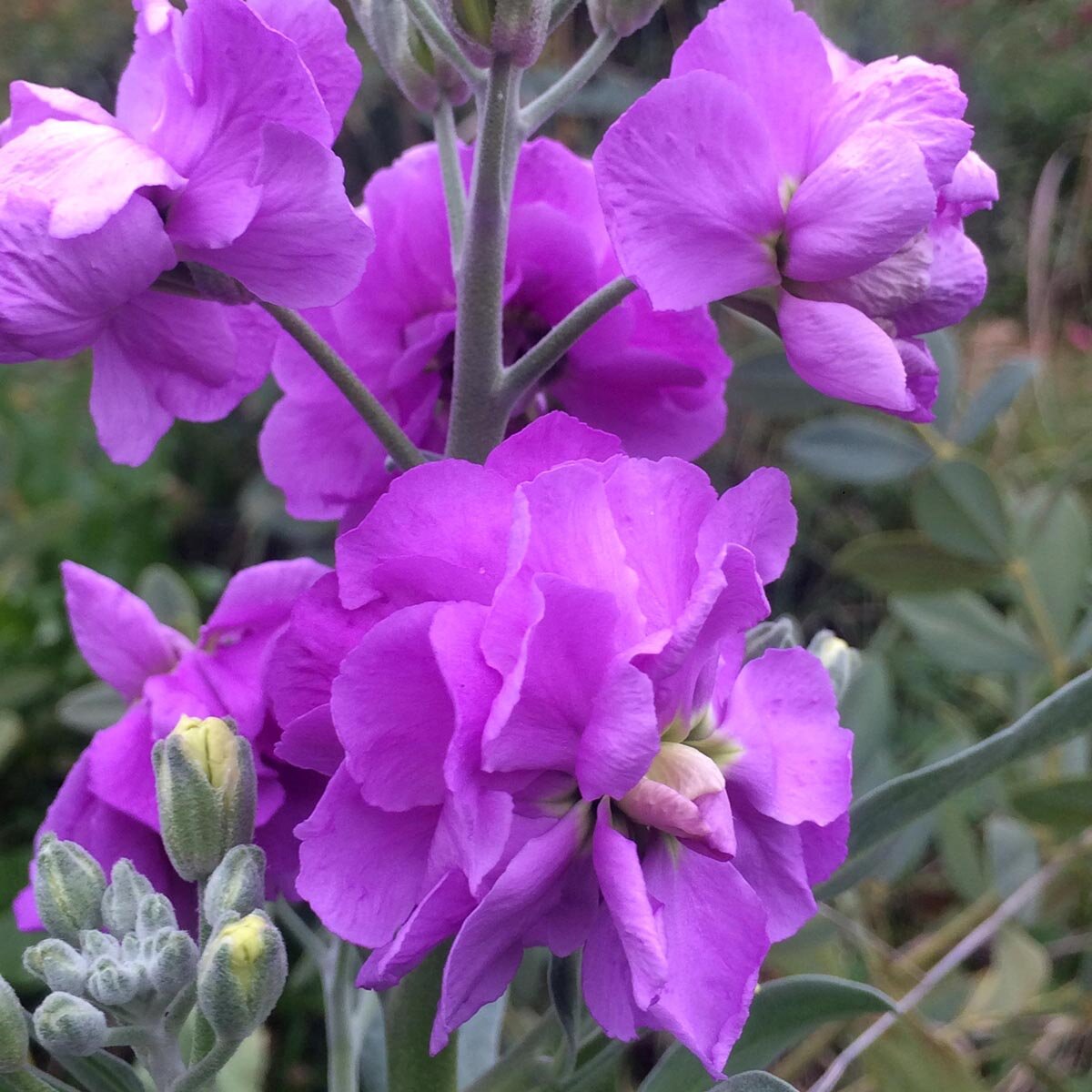 Alhelí (Matthiola incana) semillas
