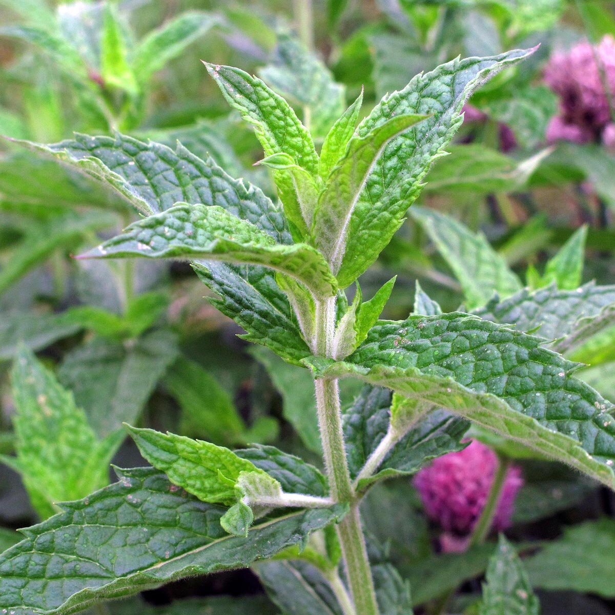 Toronjil de menta (Mentha piperita) semillas