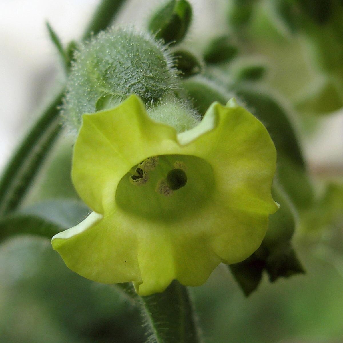 Tabaco mapacho (Nicotiana rustica) semillas
