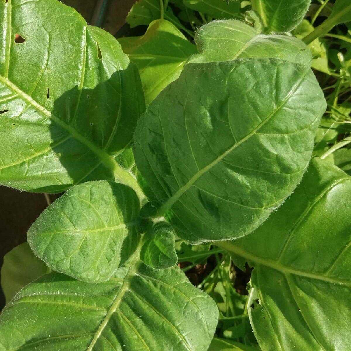 Tabaco mapacho (Nicotiana rustica) semillas