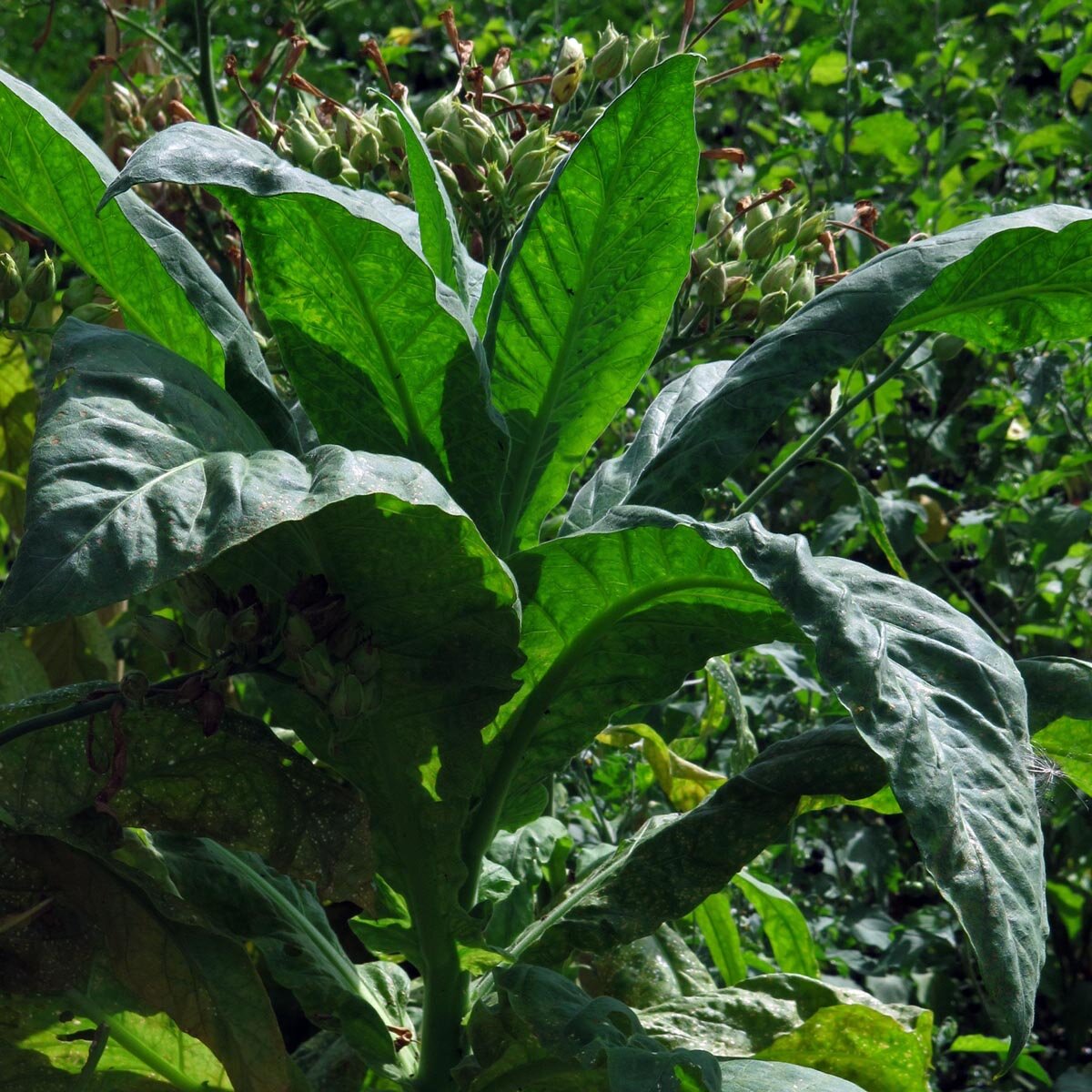 Tabaco Virginia 'Virginia Gold' (Nicotiana tabacum) semillas