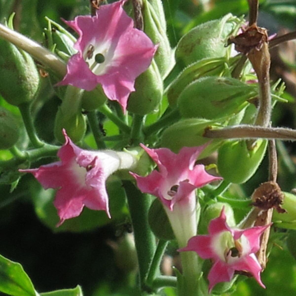 Tabaco Burley 'Bursanica' (Nicotiana tabacum) semillas