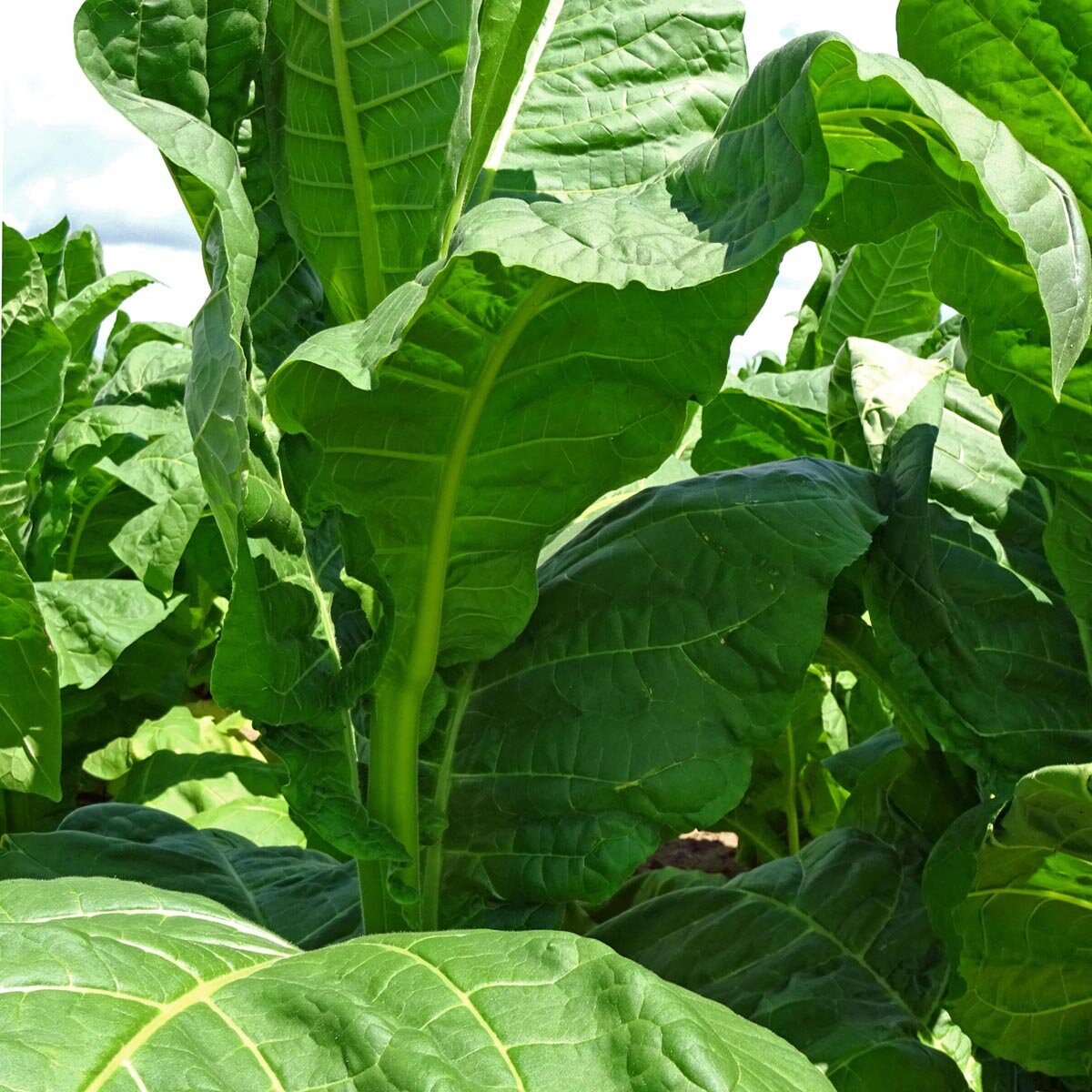 Tabaco Burley 'Bursanica' (Nicotiana tabacum) semillas