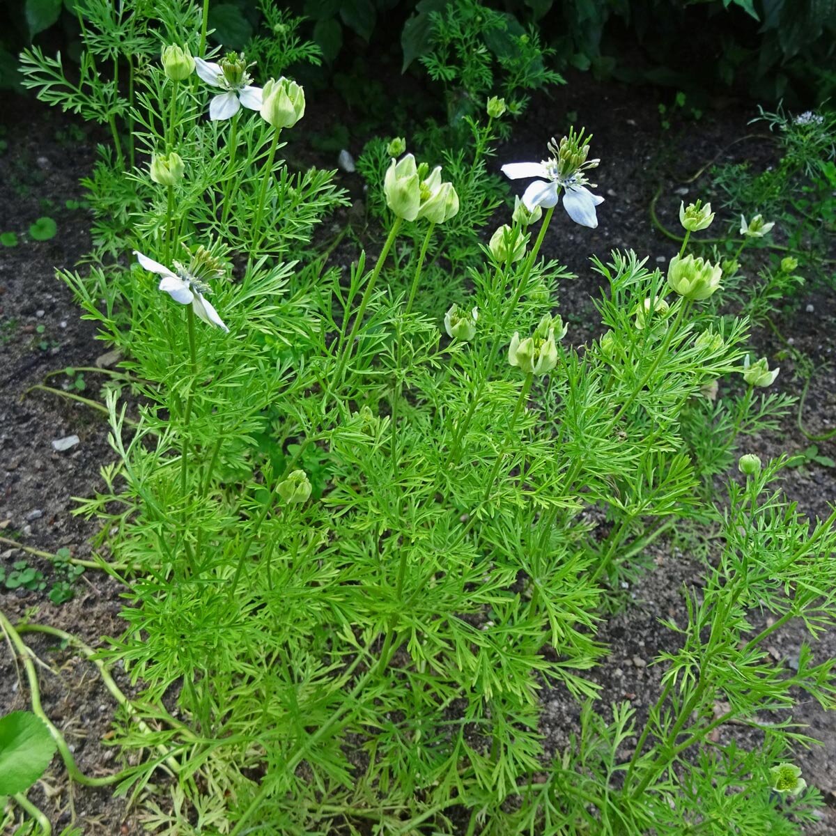 Ajenuz / Comino negro (Nigella sativa) semillas