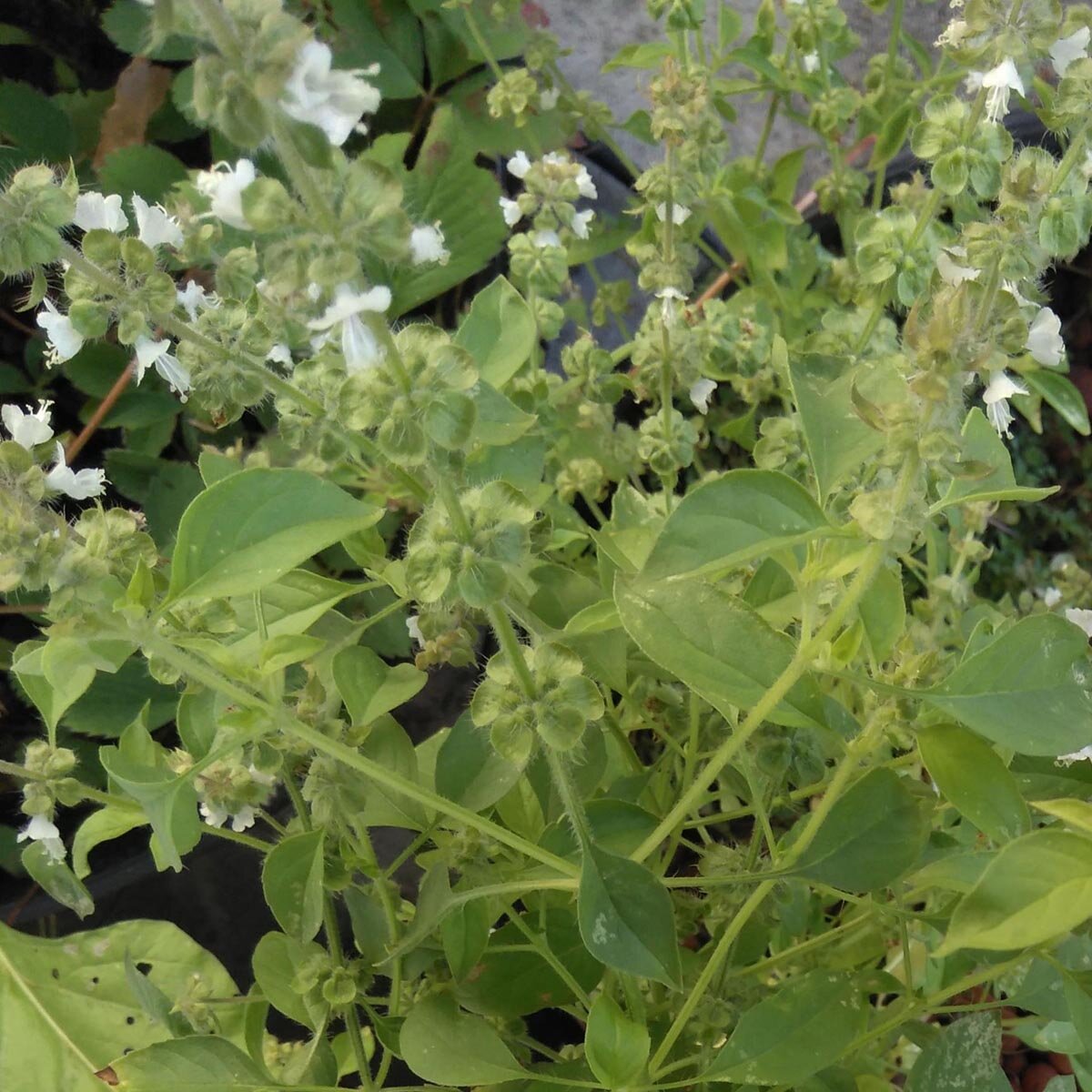 Albahaca de limón (Ocimum americanum) semillas