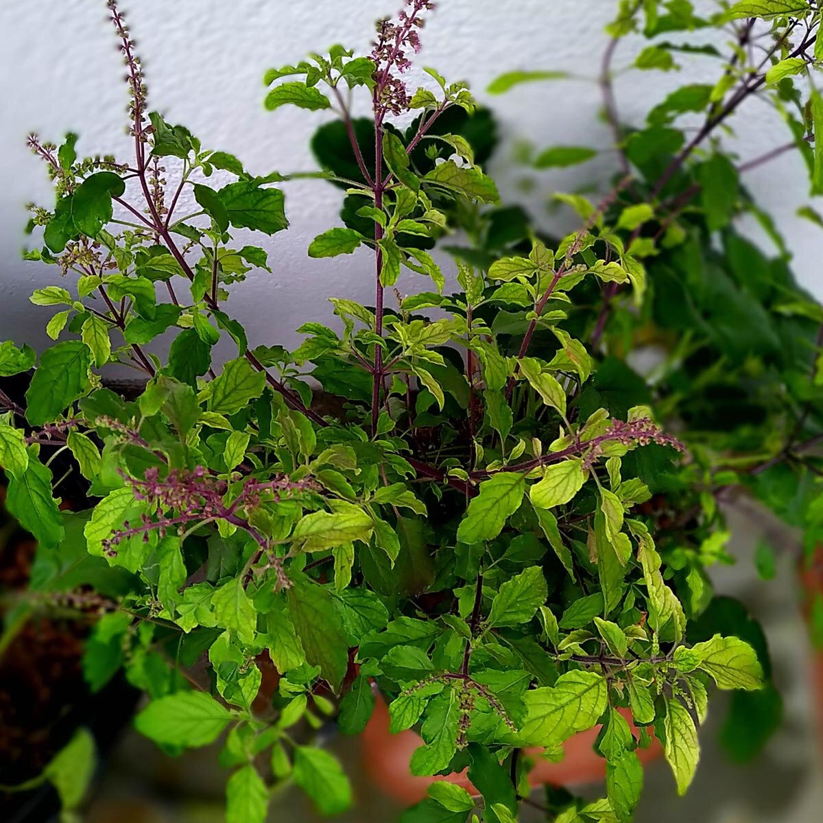 Albahaca sagrada / Tulsí (Ocimum sanctum syn. tenuiflorum)