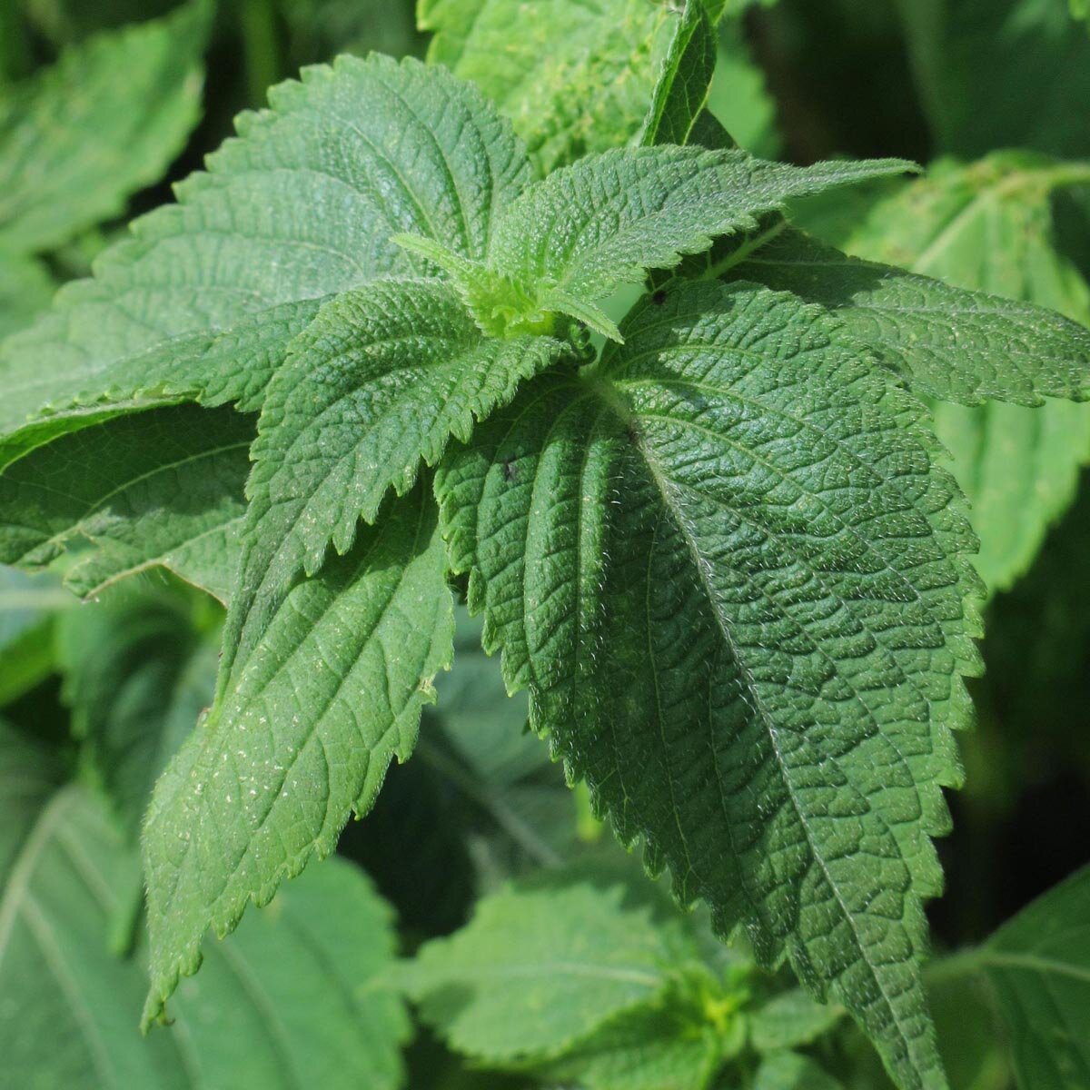 Shiso / planta bistec (Perilla frutescens) semillas