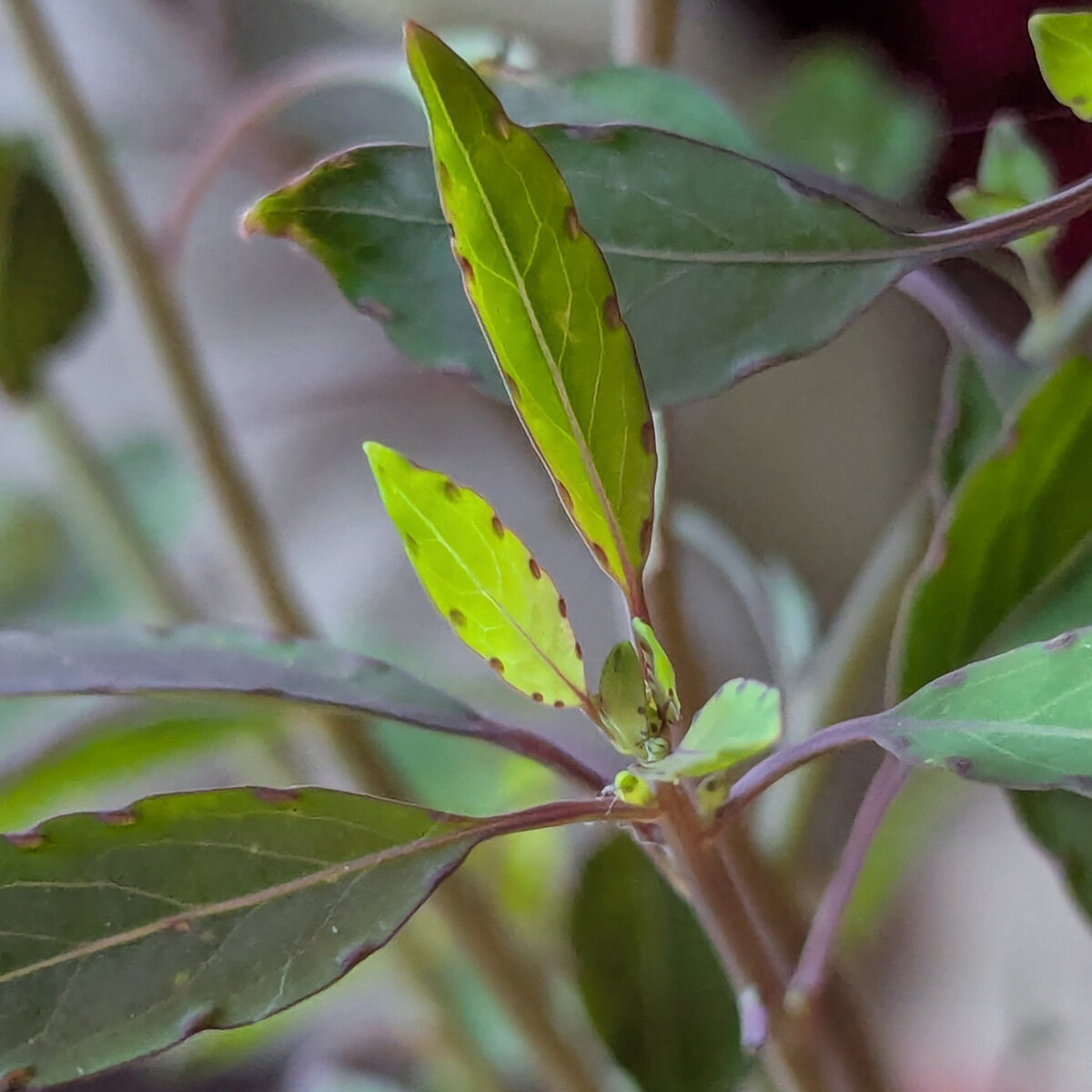 Quilquiña / Pápalo (Porophyllum ruderale ssp. macrocephalum) semillas