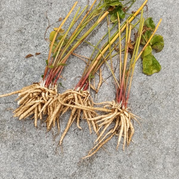 Escaravía / sisaro (Sium sisarum) semillas