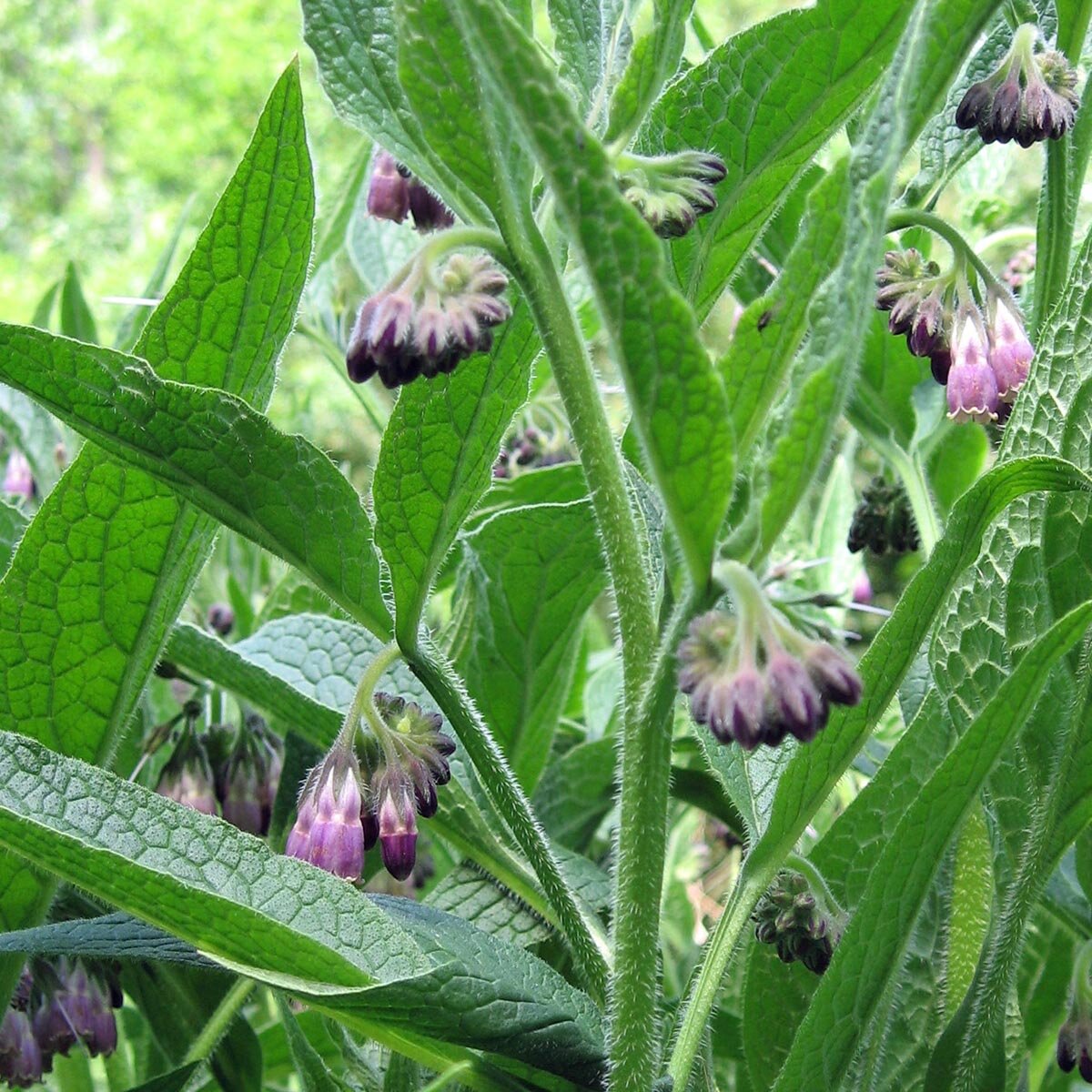 Consuelda (Symphytum officinale) semillas