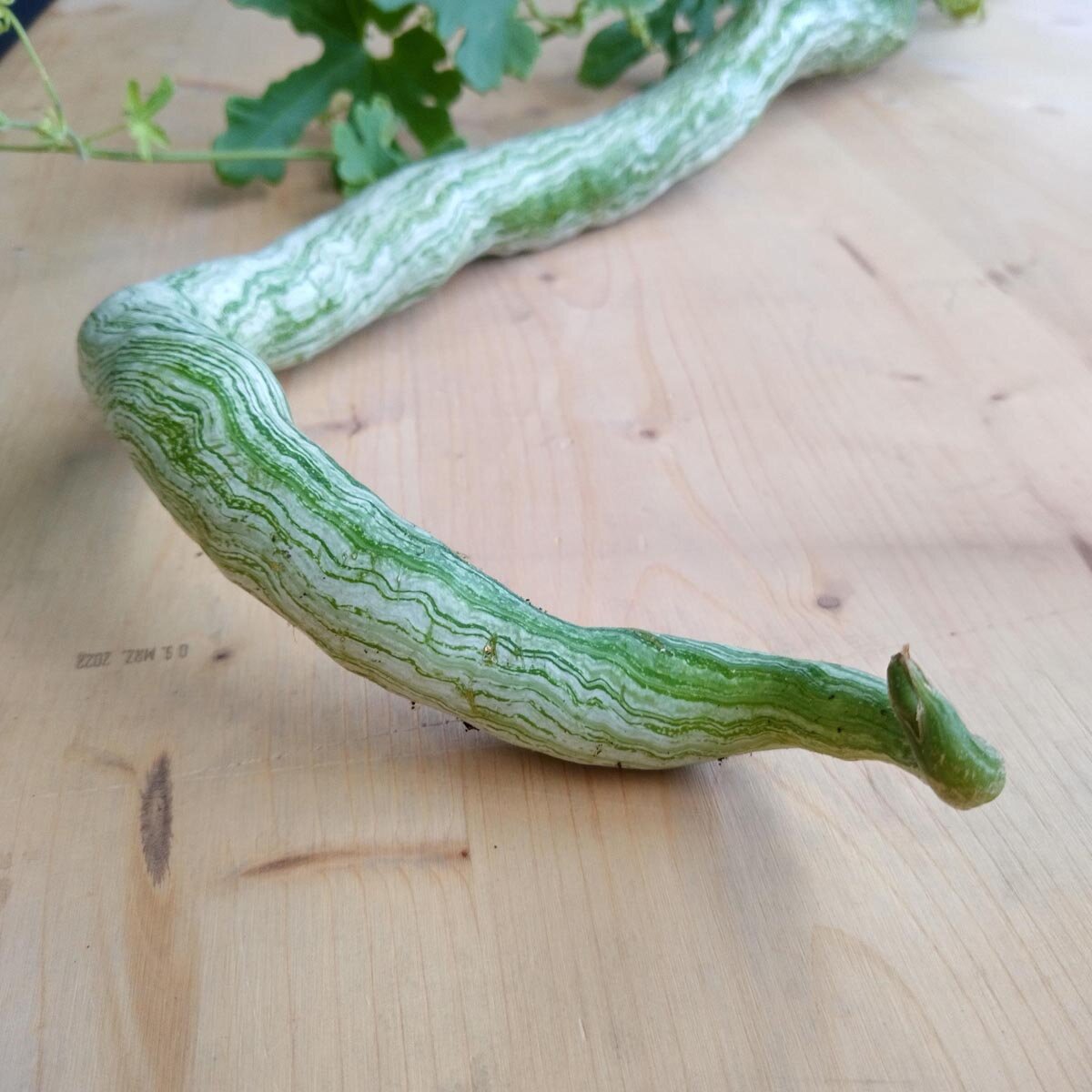 Calabaza serpiente / Chichinga (Trichosanthes cucumerina var. anguina ...