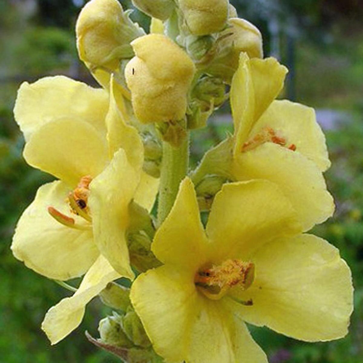 Verbasco / gordolobo (Verbascum densiflorum) semillas
