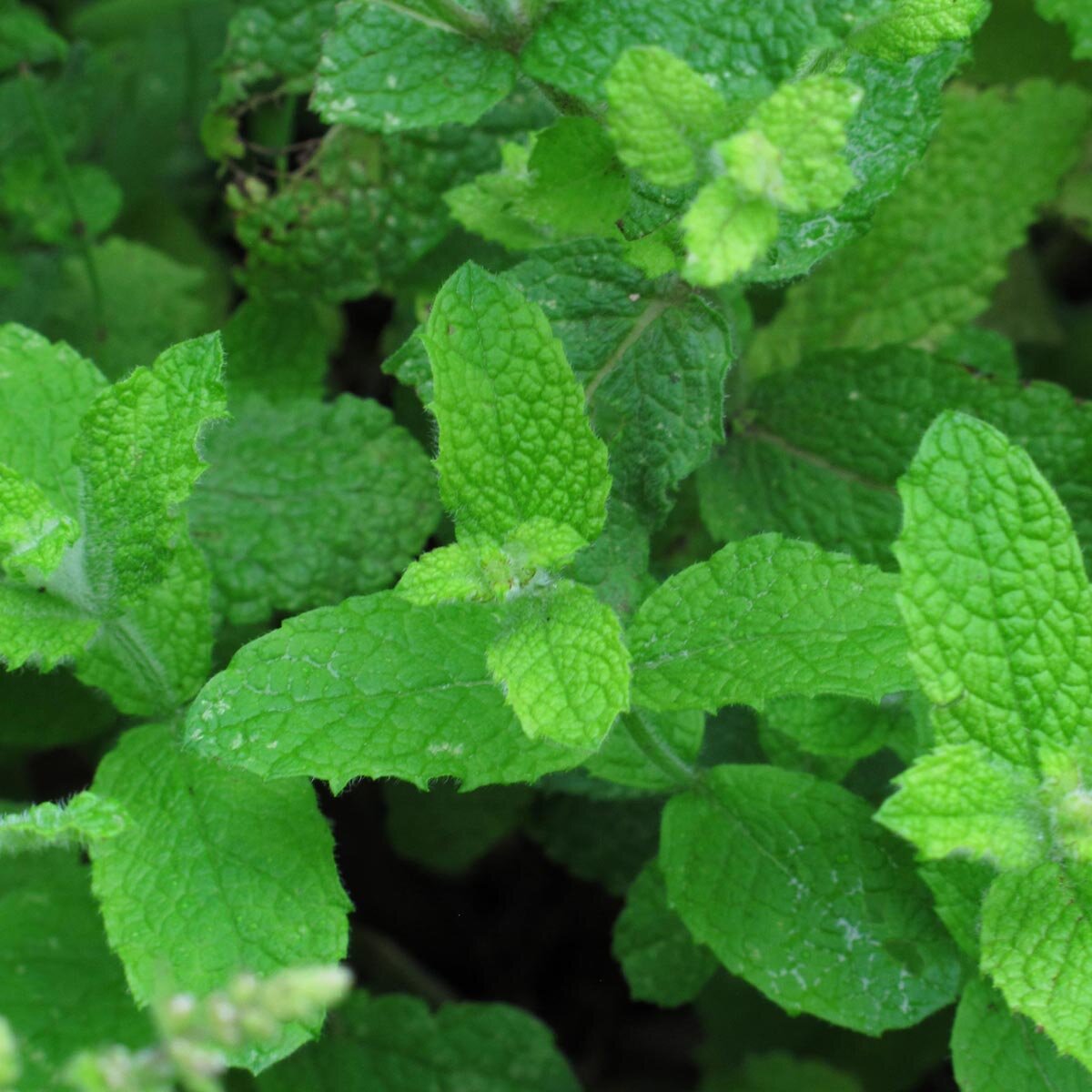 Menta de hoja redonda (Mentha suaveolens) semillas