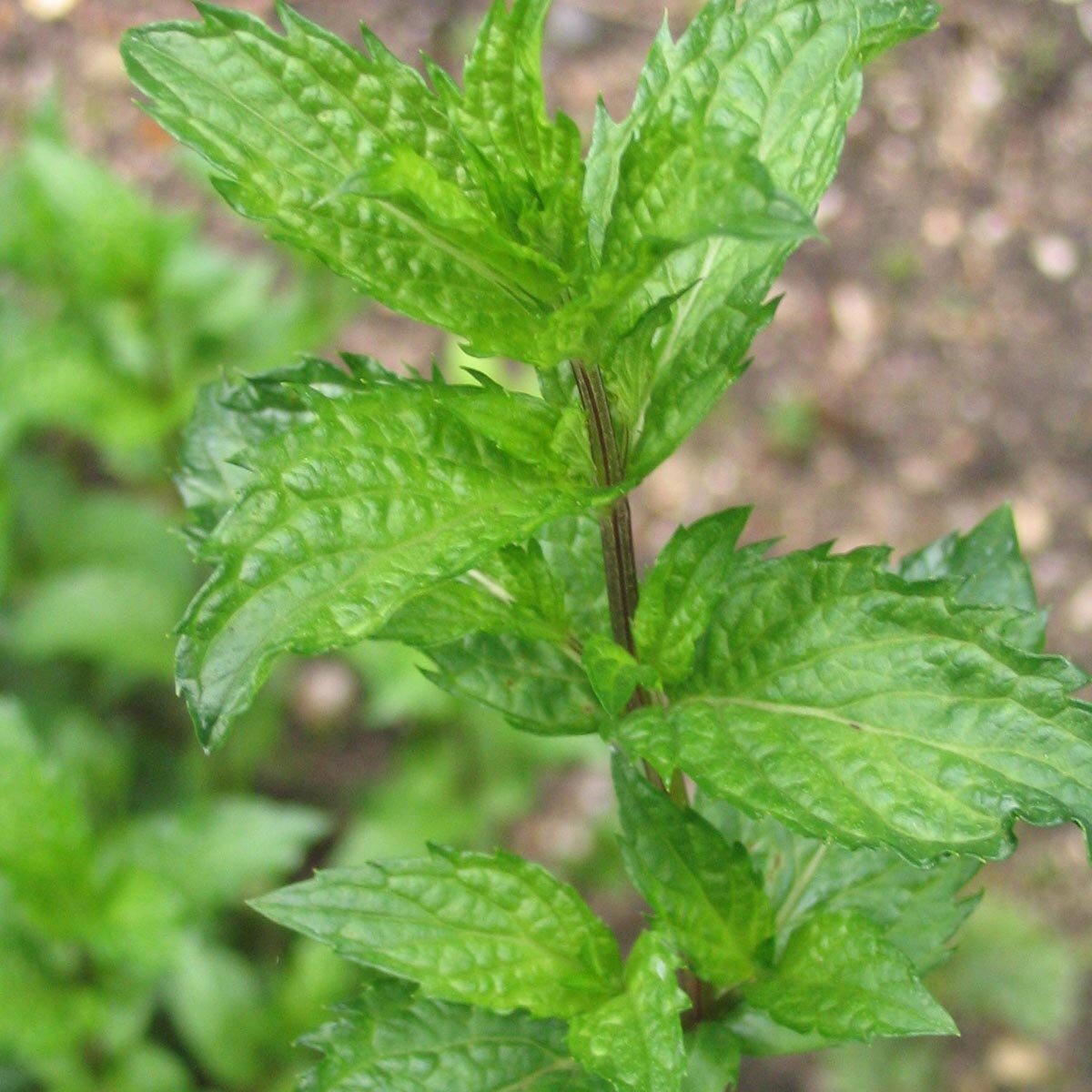 Hierbabuena / Yerbabuena (Mentha viridis) semillas