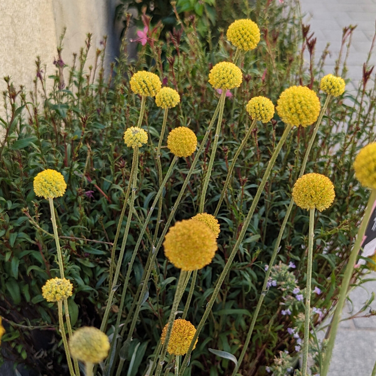 Craspedia (Craspedia globosa) semillas