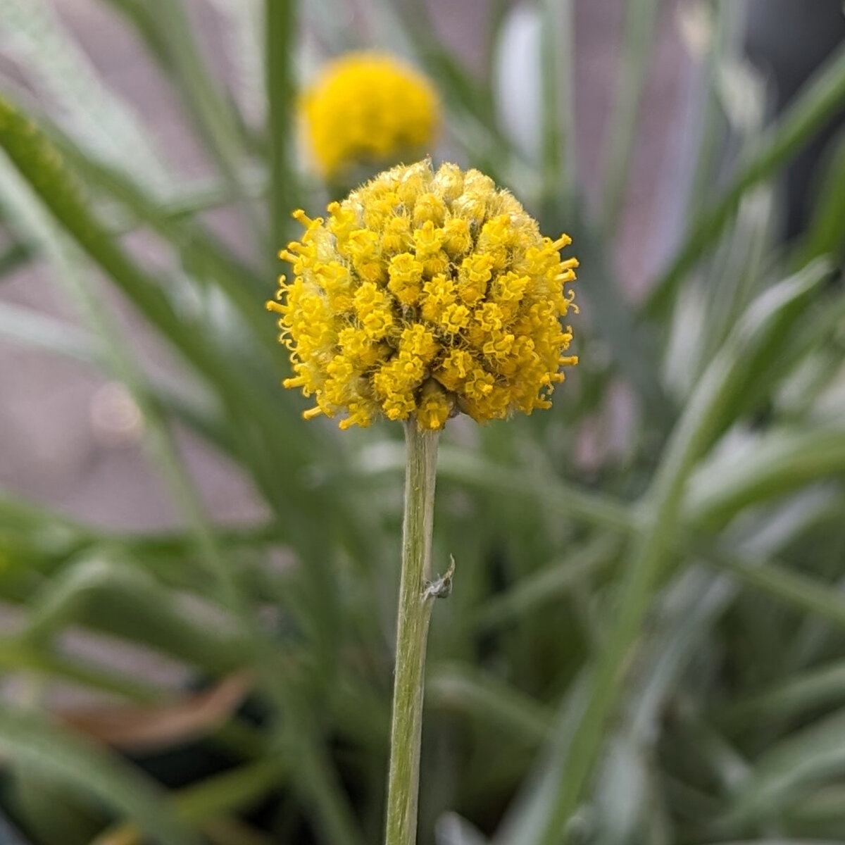 Craspedia (Craspedia globosa) semillas