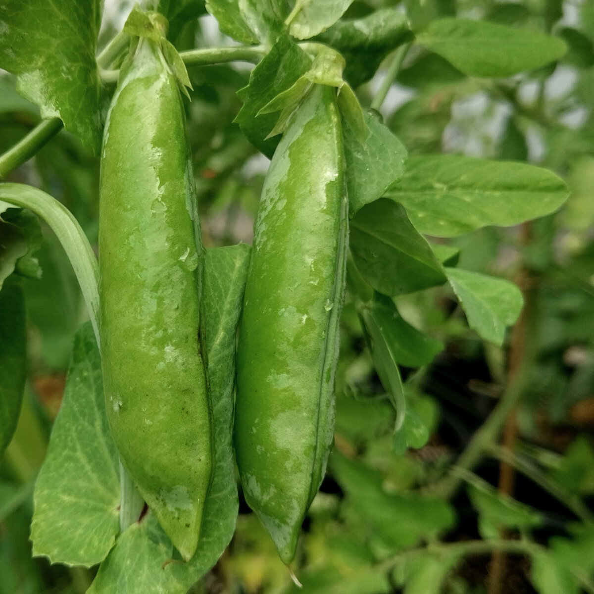Winter Pea 'Sima' (Pisum sativum) organic semillas