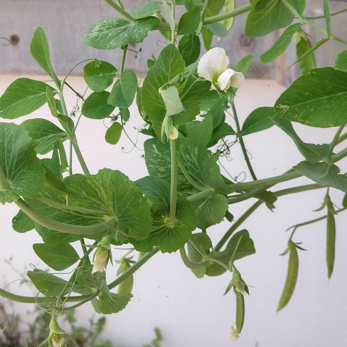 Tirabeque 'Delikett' (Pisum sativum) semillas