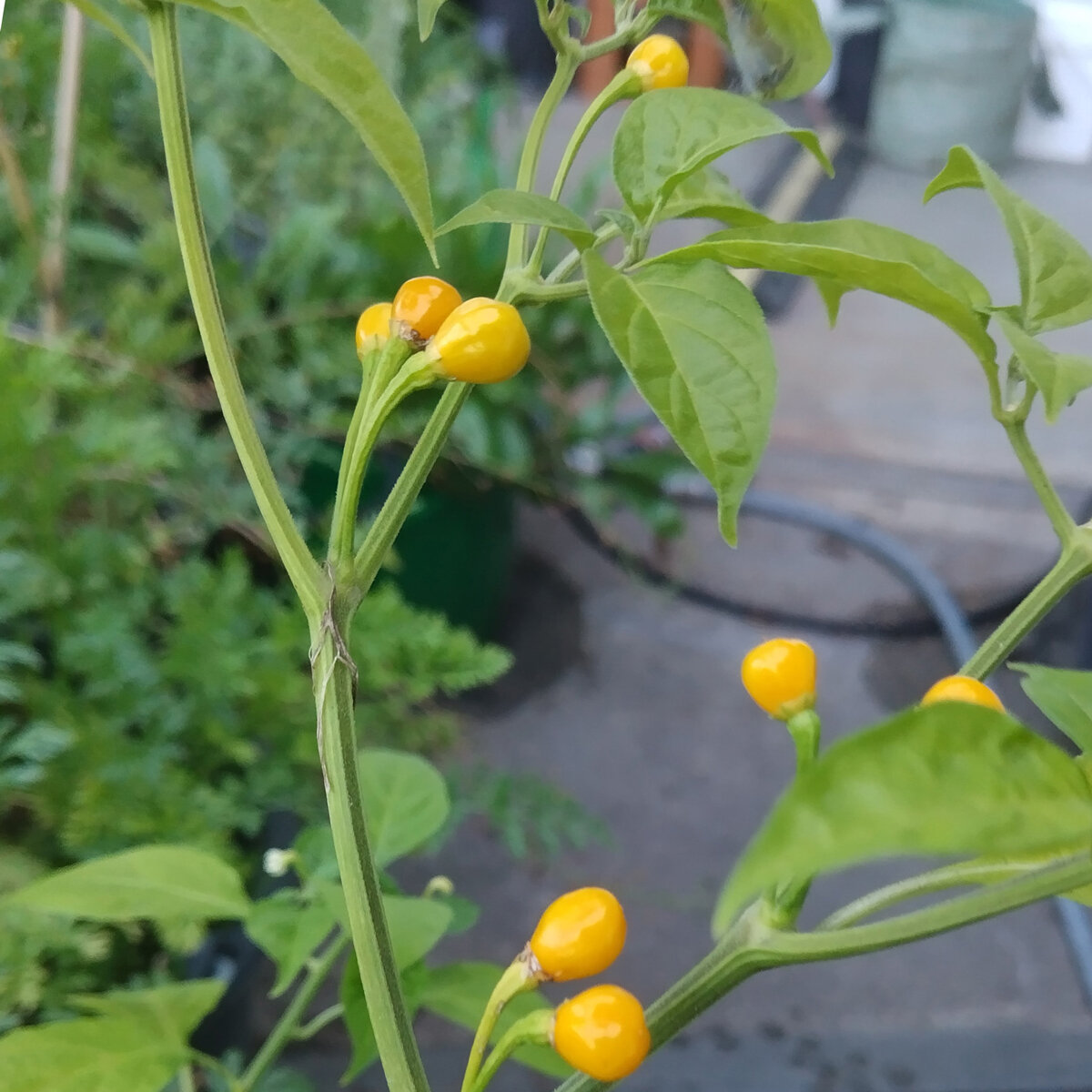 Pimiento 'Aji Charapita' (Capsicum chinense) semillas