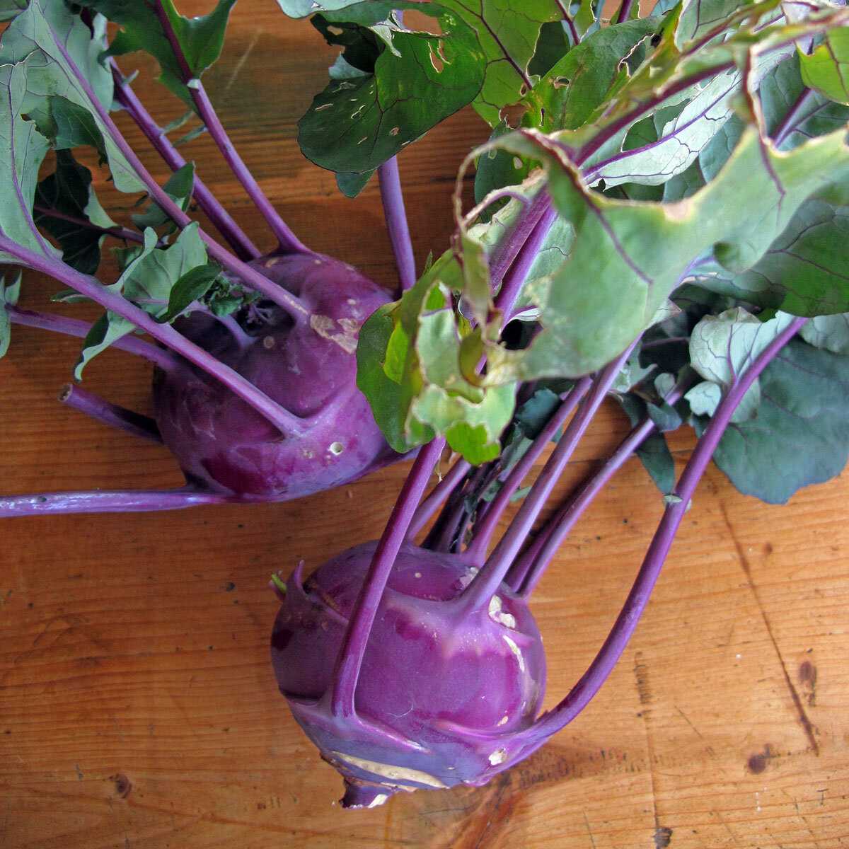 Colinabo morado "Blauer Delikatess" (Brassica oleracea var. gongylodes ...
